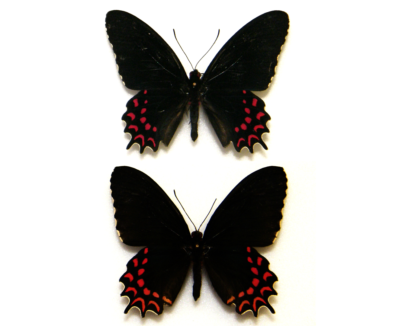 Parides photinus COSTA RICA - World of Butterflies and Moths