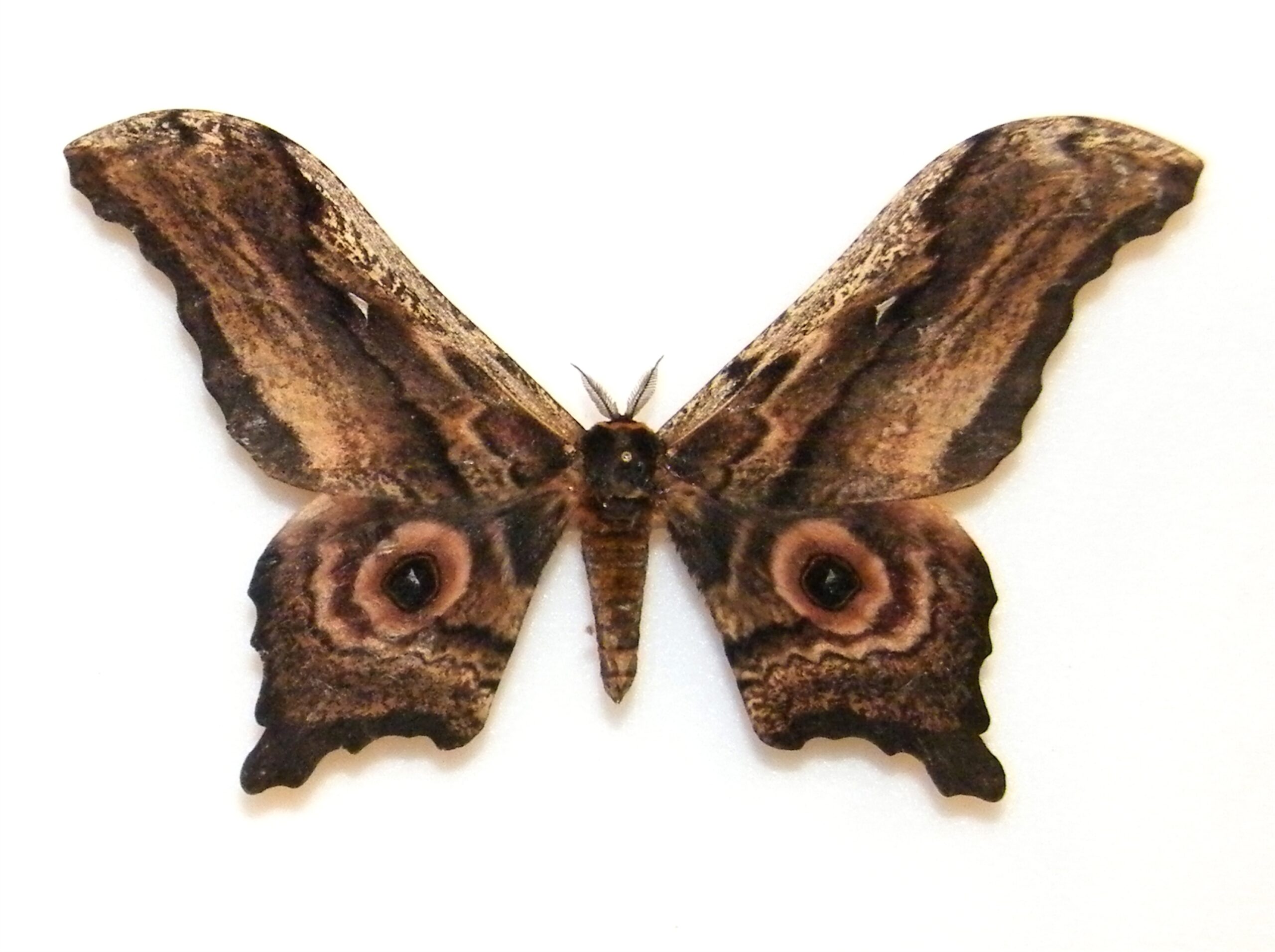 Athletes nyanzae GHANA - World of Butterflies and Moths