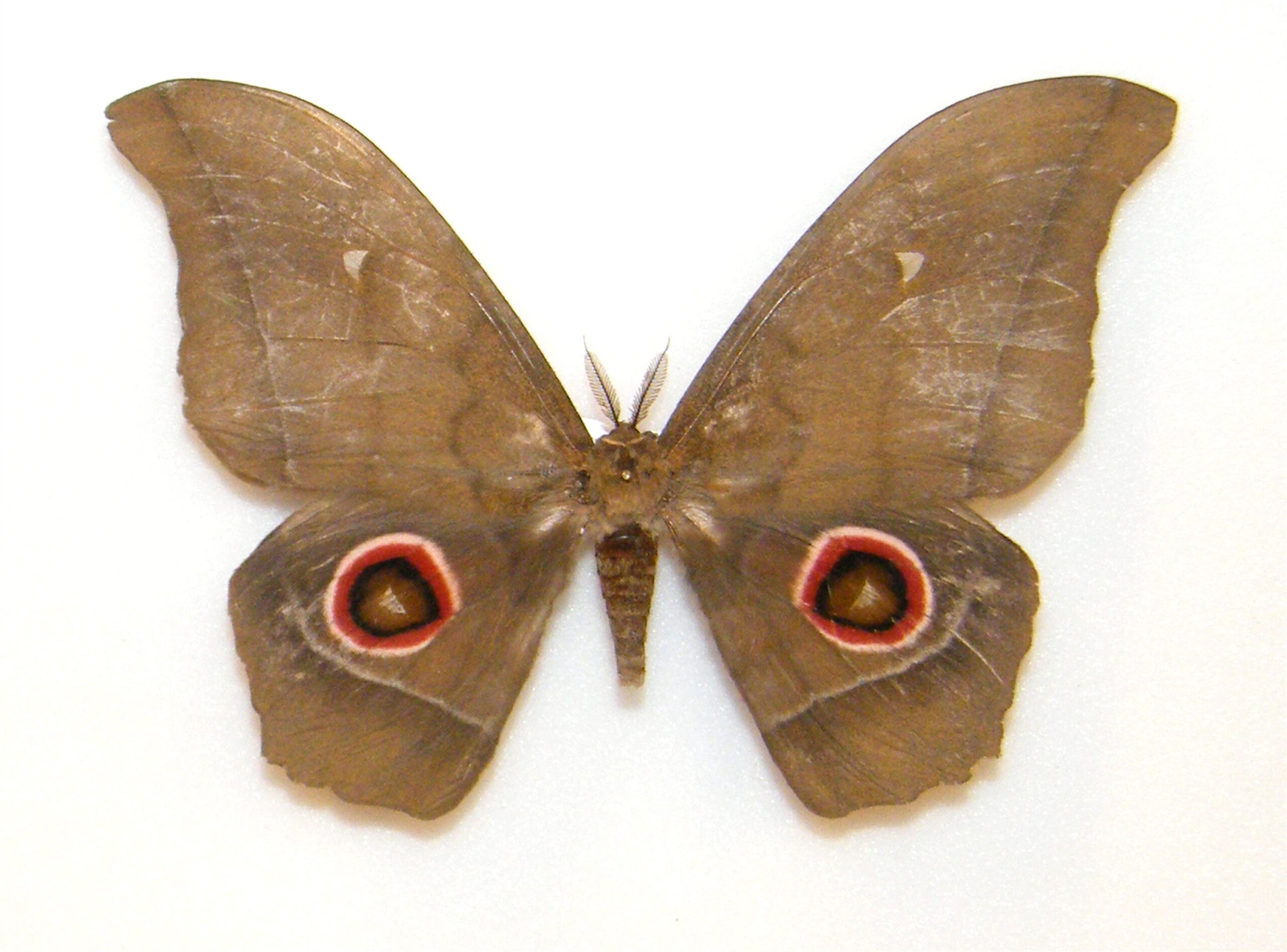 Nudaurelia eblis GHANA - World of Butterflies and Moths