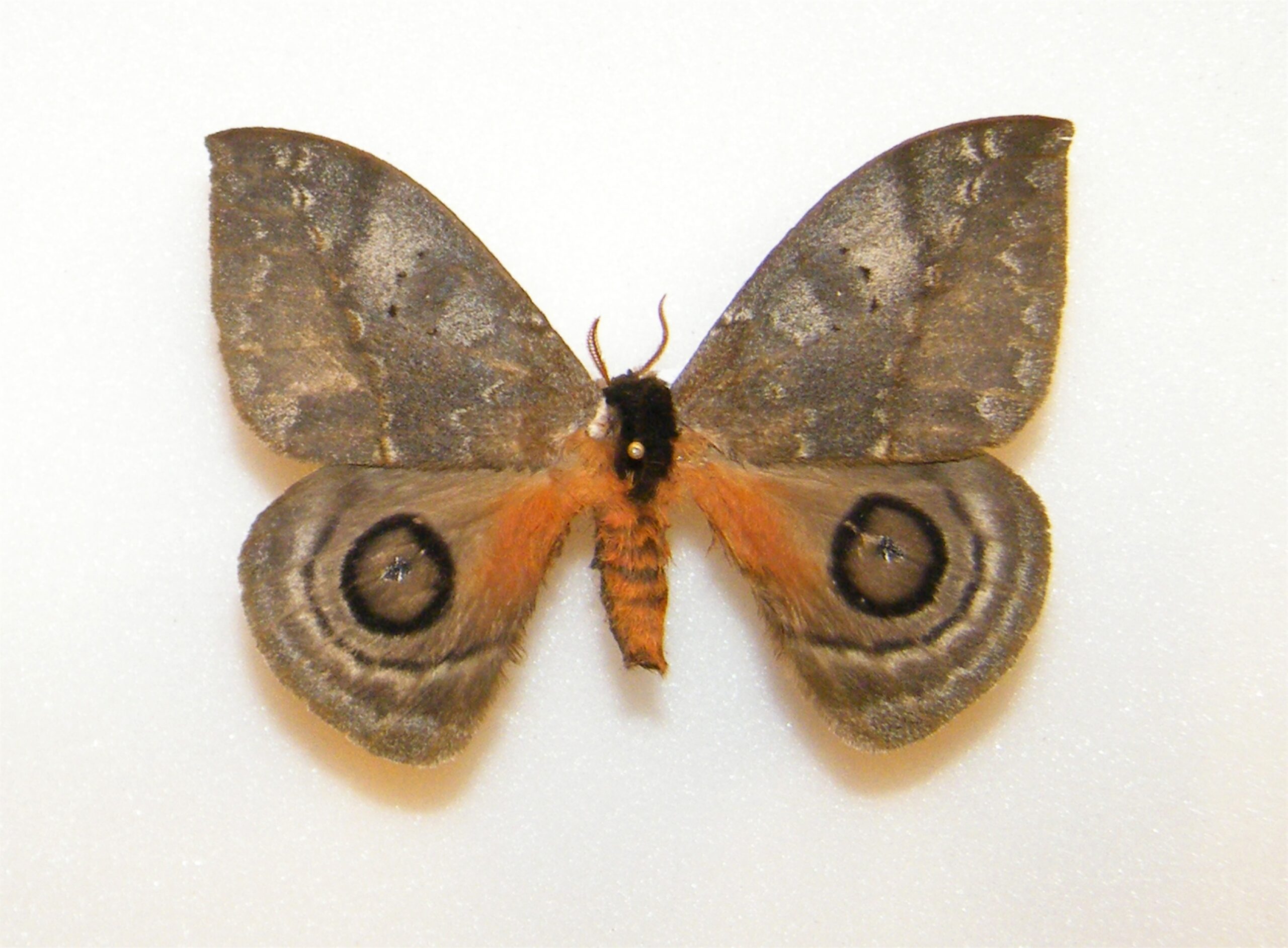 Automeris dentriculata PERU - World of Butterflies and Moths