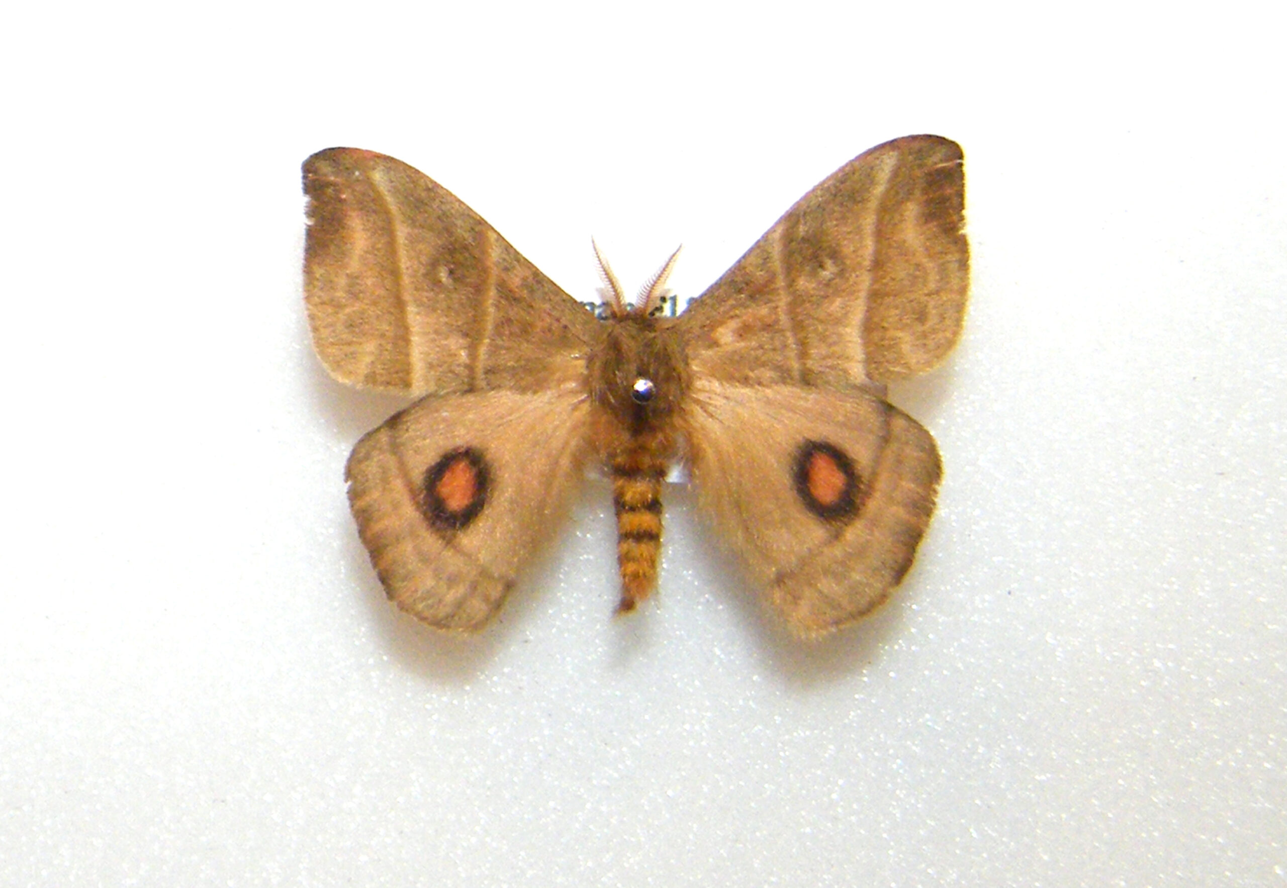 Hylesia lineata GUATEMALA - World of Butterflies and Moths