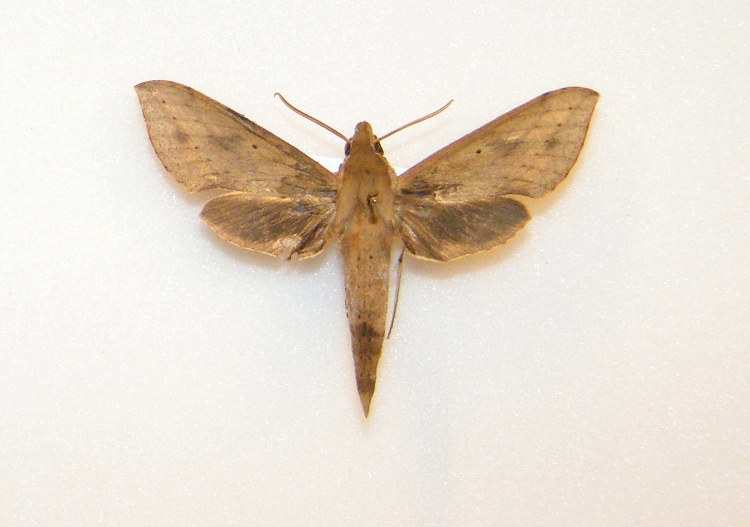 Rhagastis actua GHANA - World of Butterflies and Moths