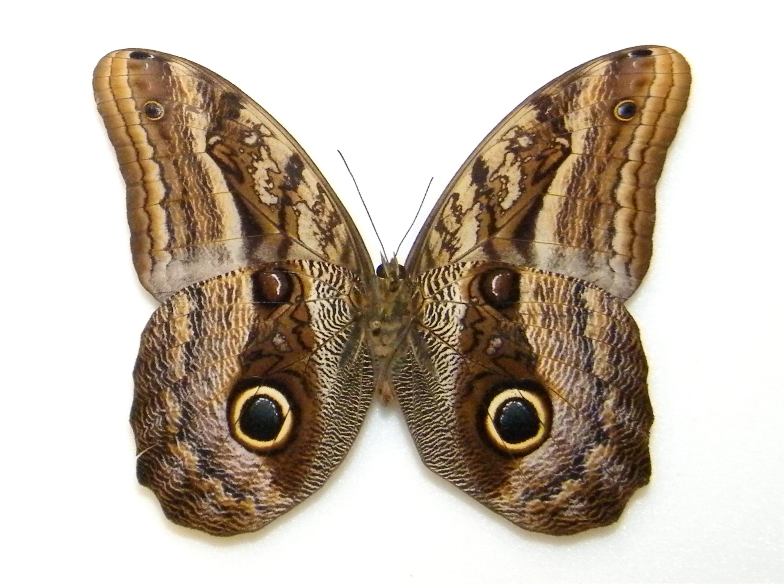 Caligo prometheus PERU - World of Butterflies and Moths