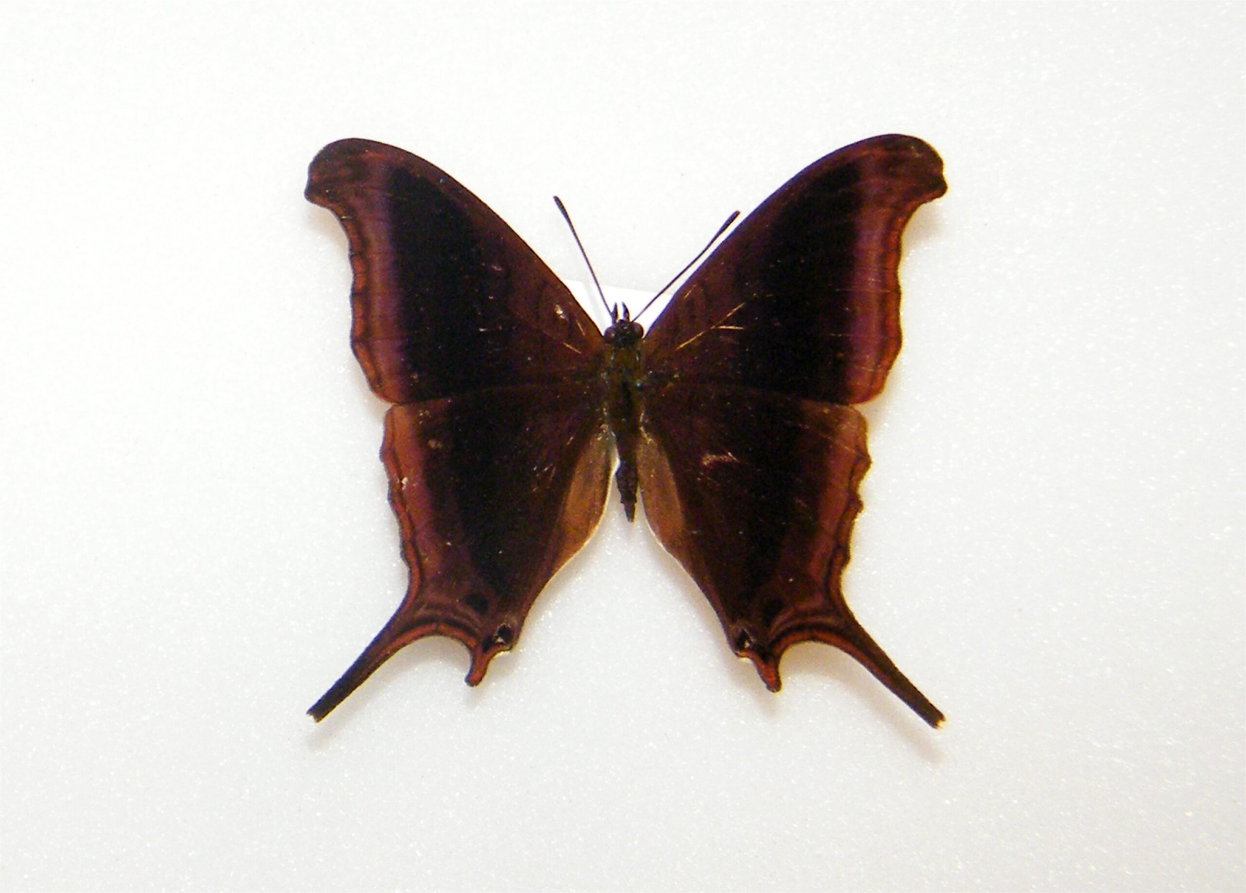 Marpesia (coresia) zerynthia PERU - World of Butterflies and Moths