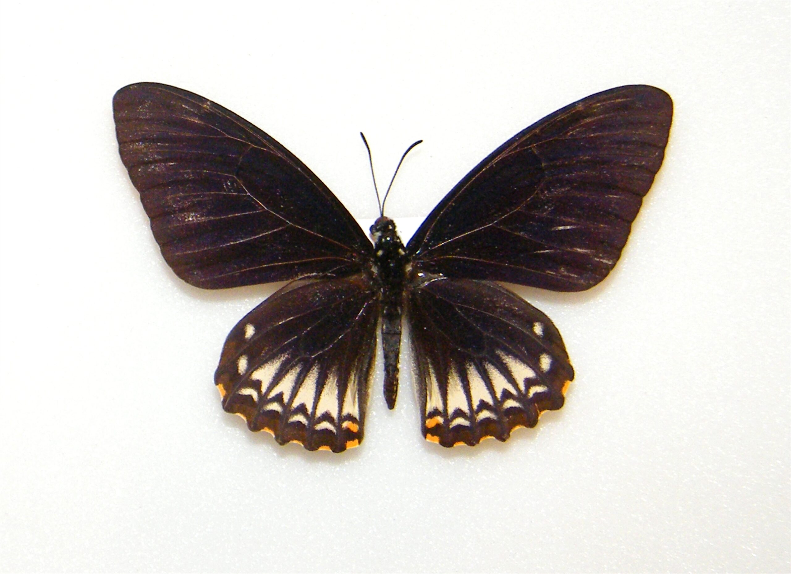 Papilio (Chilasa) clytia f. papone THAILAND - World of Butterflies and ...