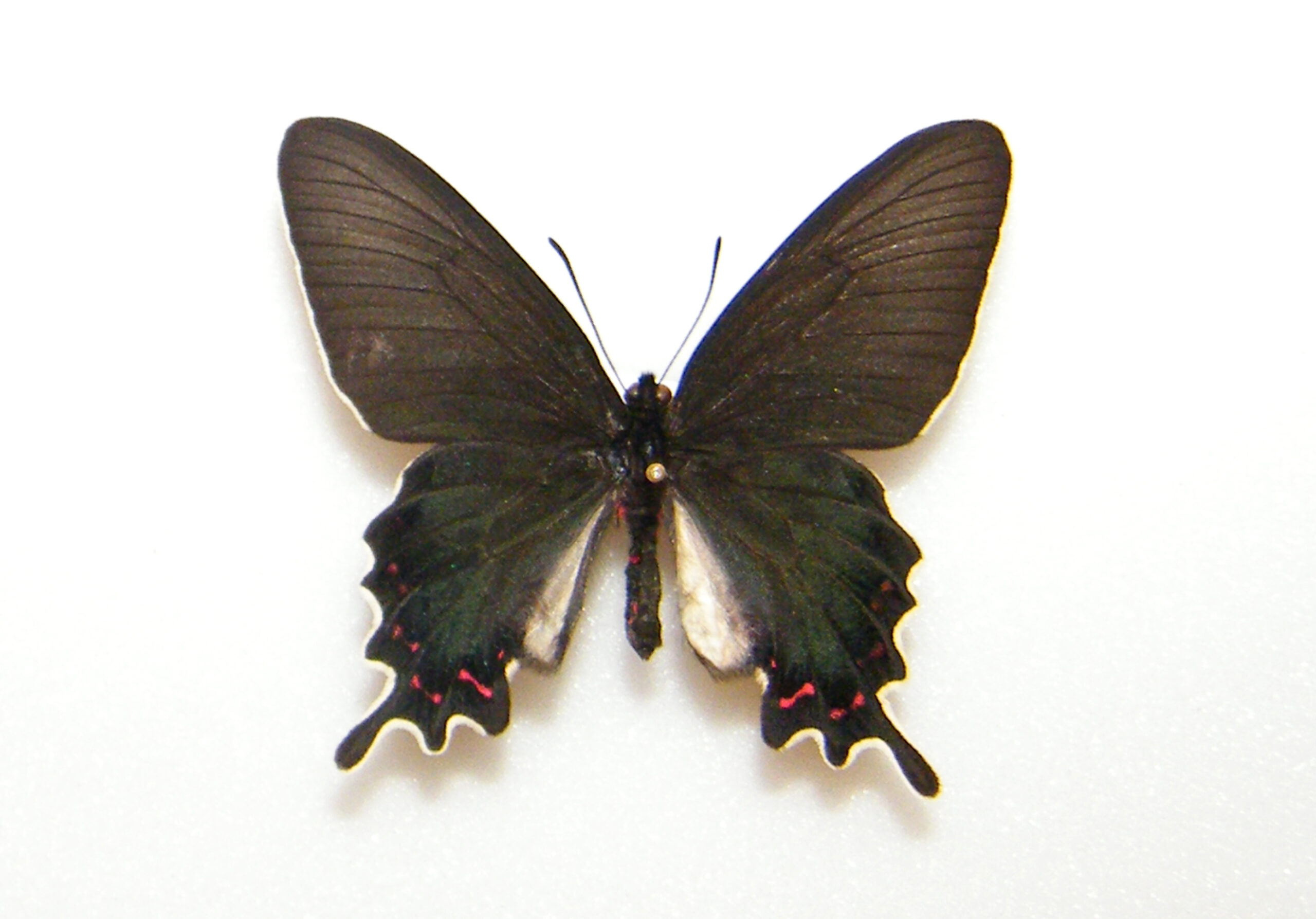 Parides bunichus damocrates ARGENTINA - World of Butterflies and Moths