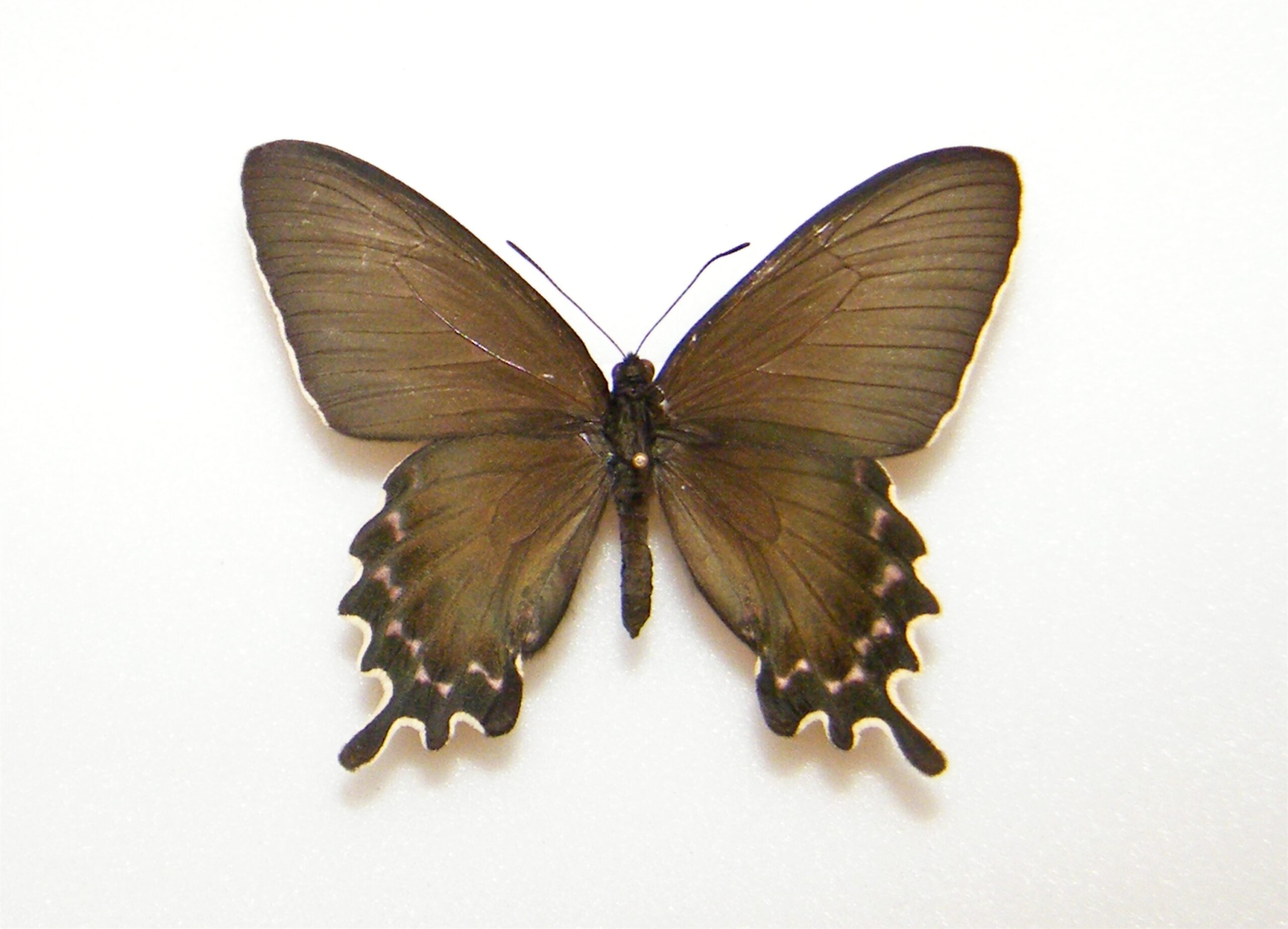 Parides bunichus damocrates ARGENTINA - World of Butterflies and Moths