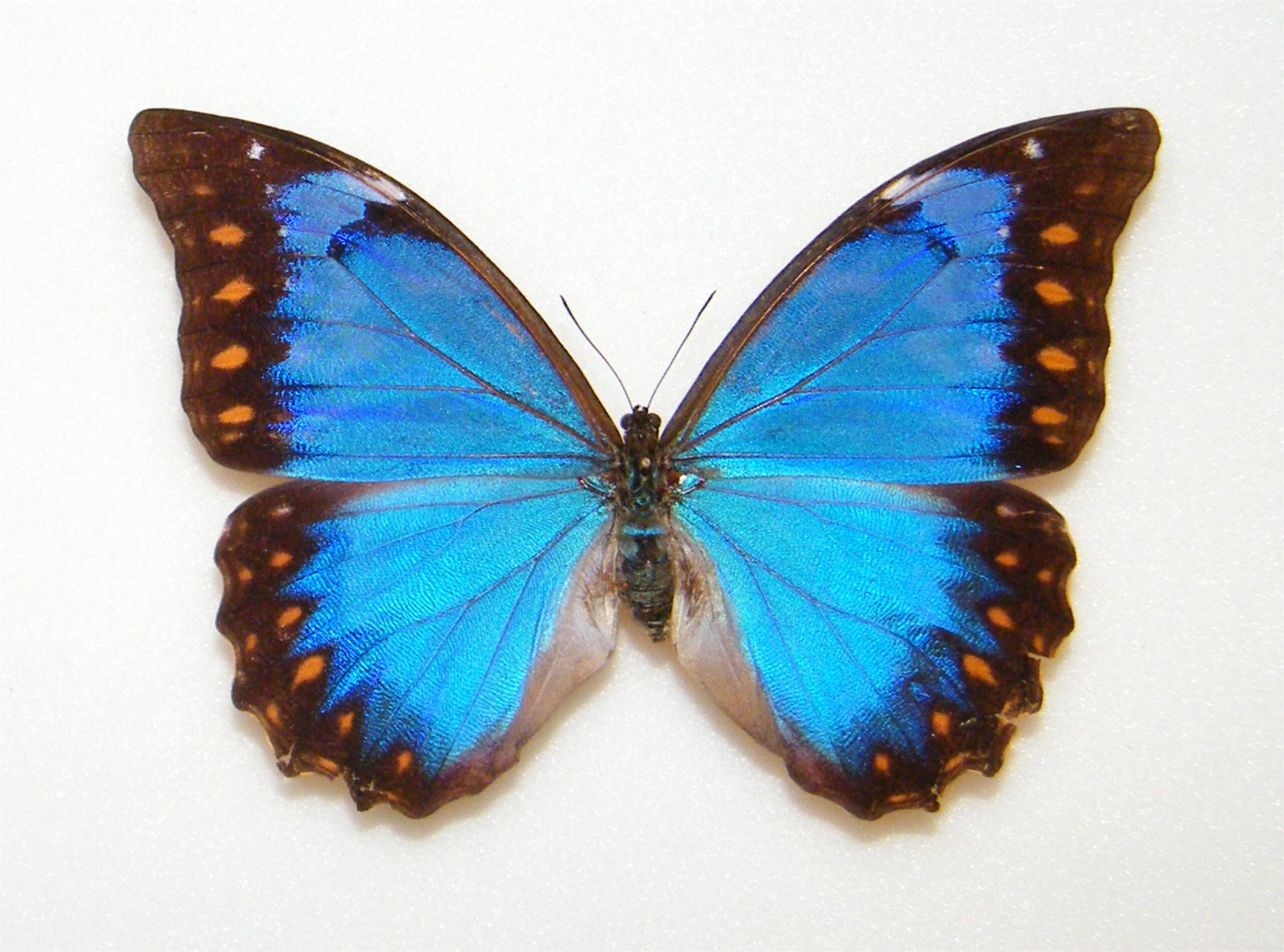 Morpho anaxibia BRAZIL - World of Butterflies and Moths
