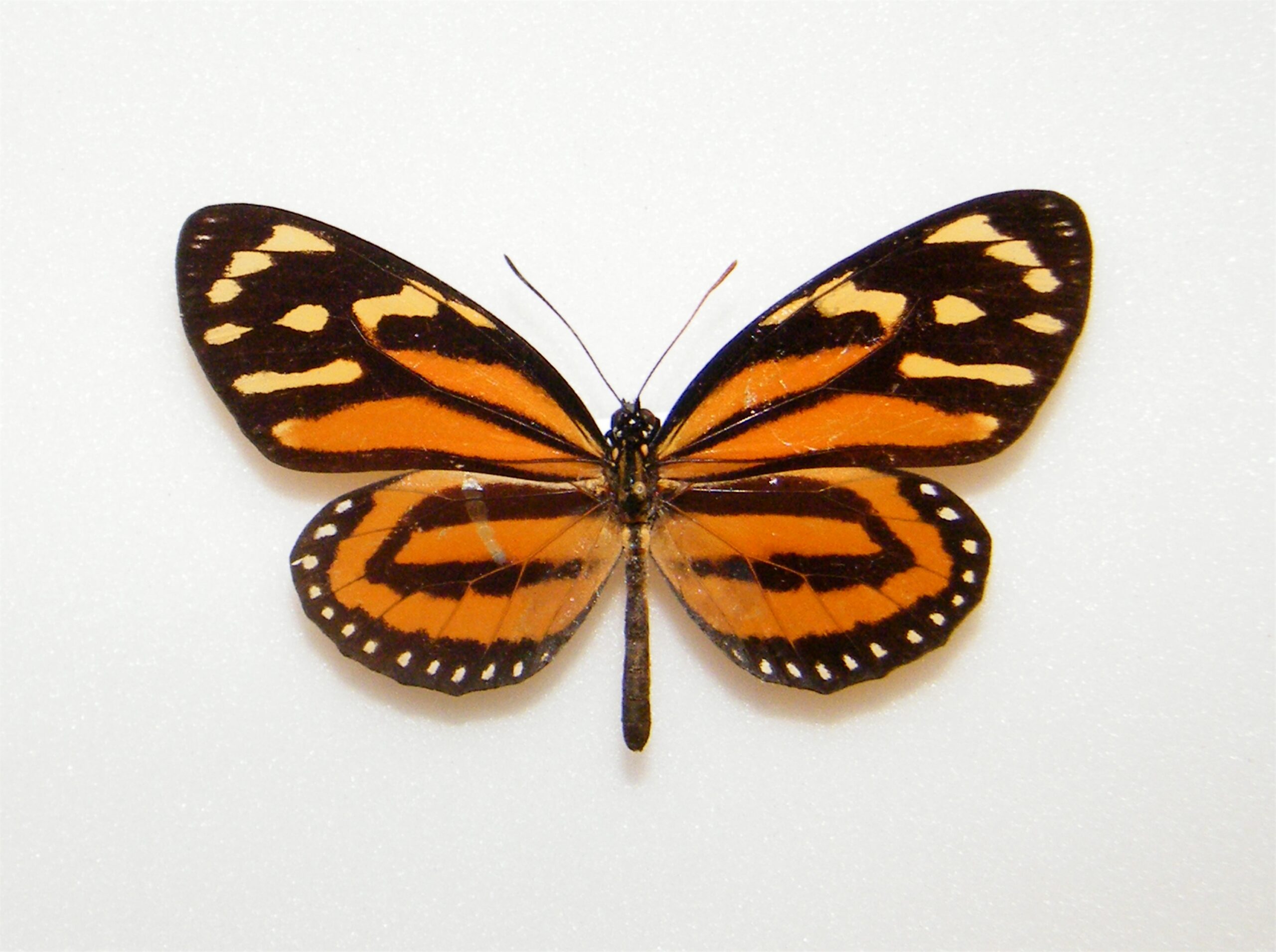 Lycorea (cleobaea) halia atergalis MEXICO - World of Butterflies and Moths