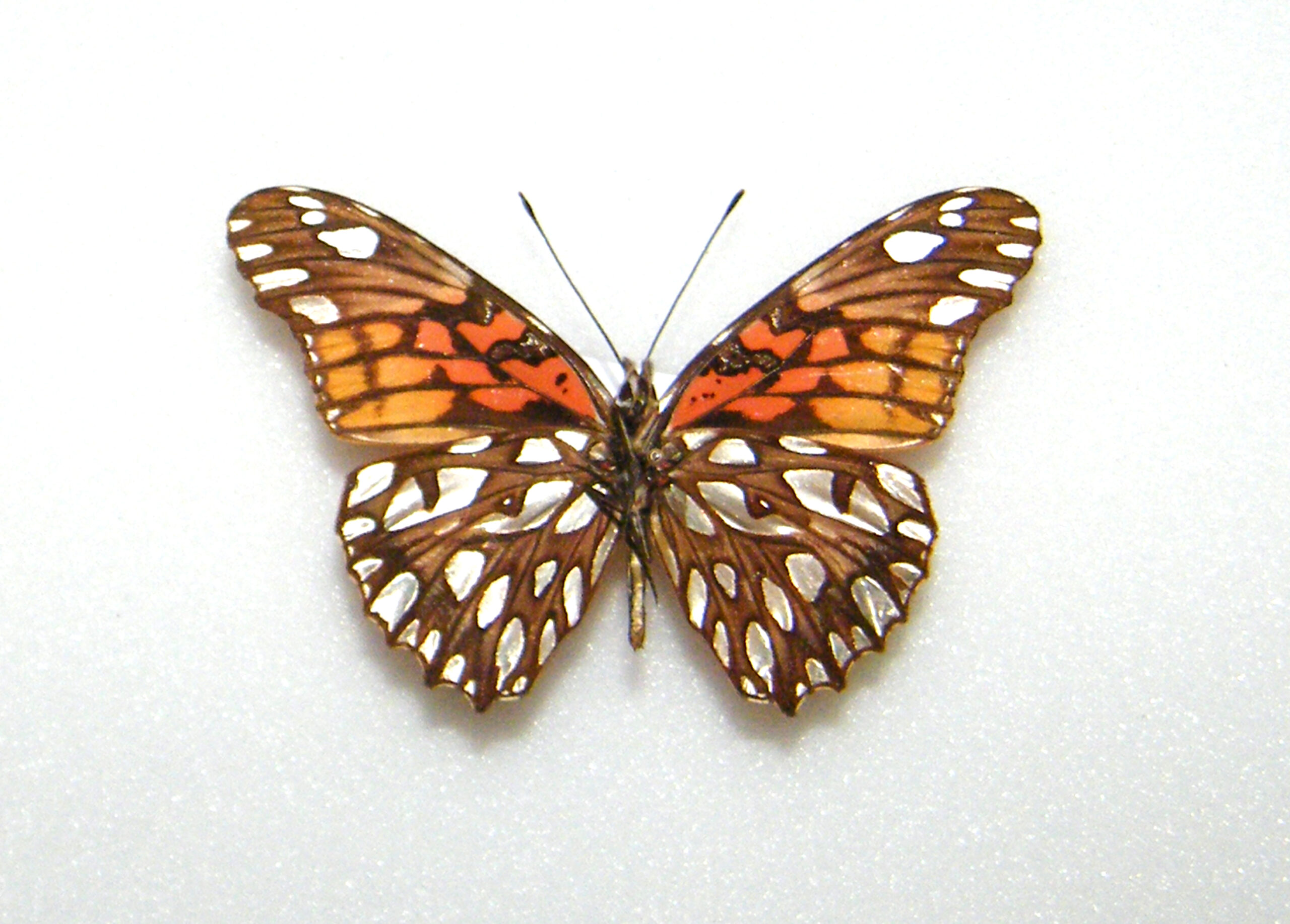Dione moneta moneta ARGENTINA - World of Butterflies and Moths