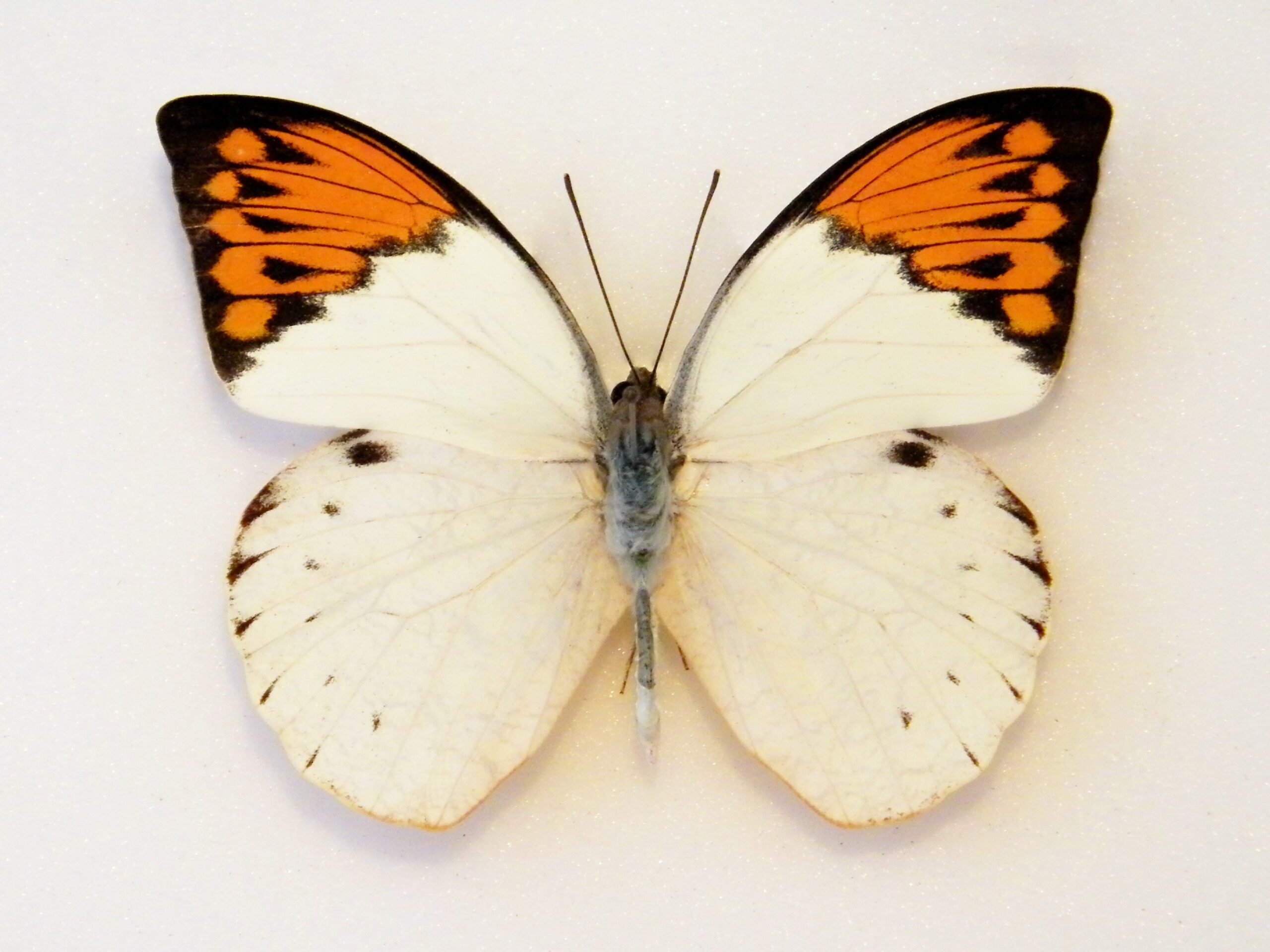 Hebomoia glaucippe JAVA - World of Butterflies and Moths