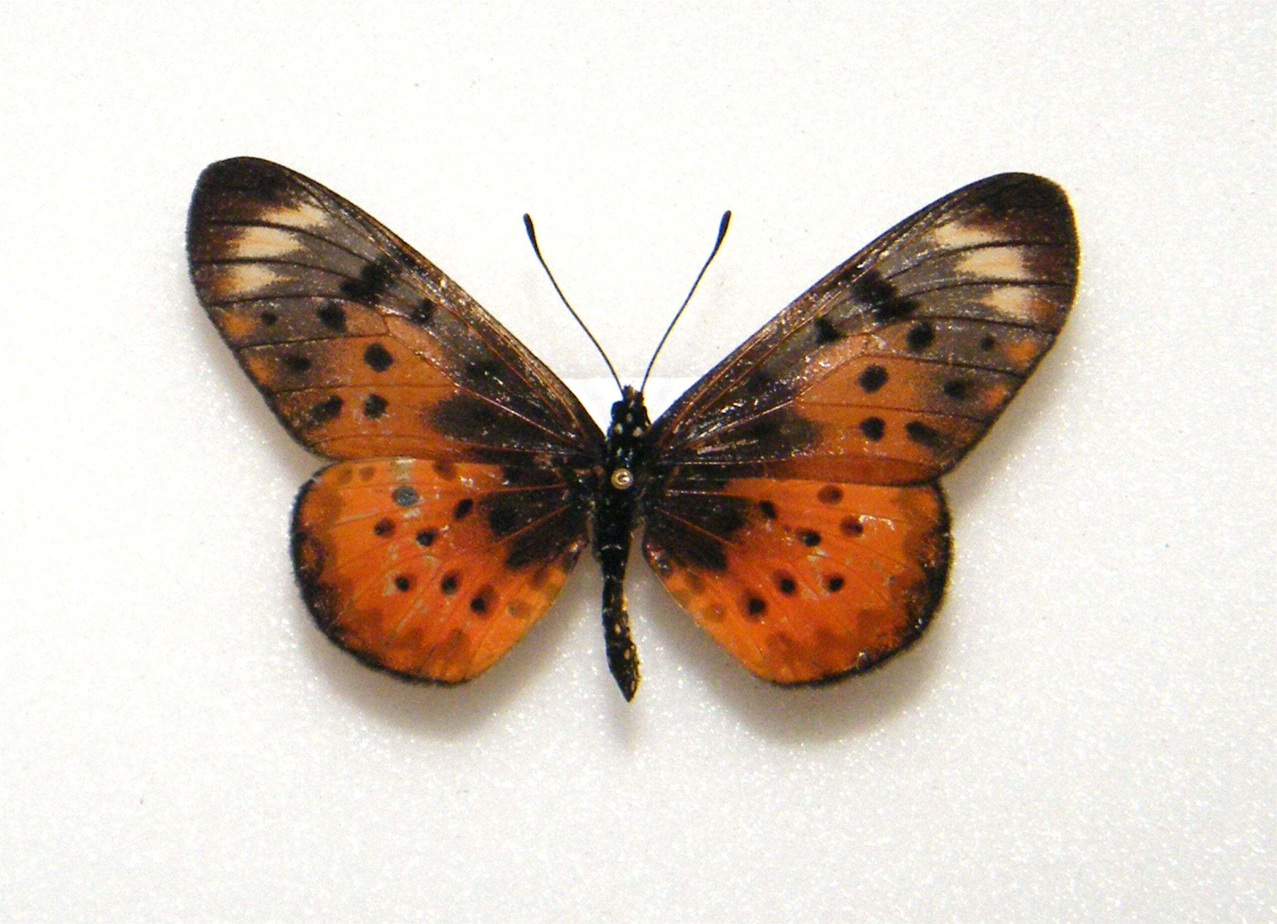 Acraea encedon TOGO - World of Butterflies and Moths