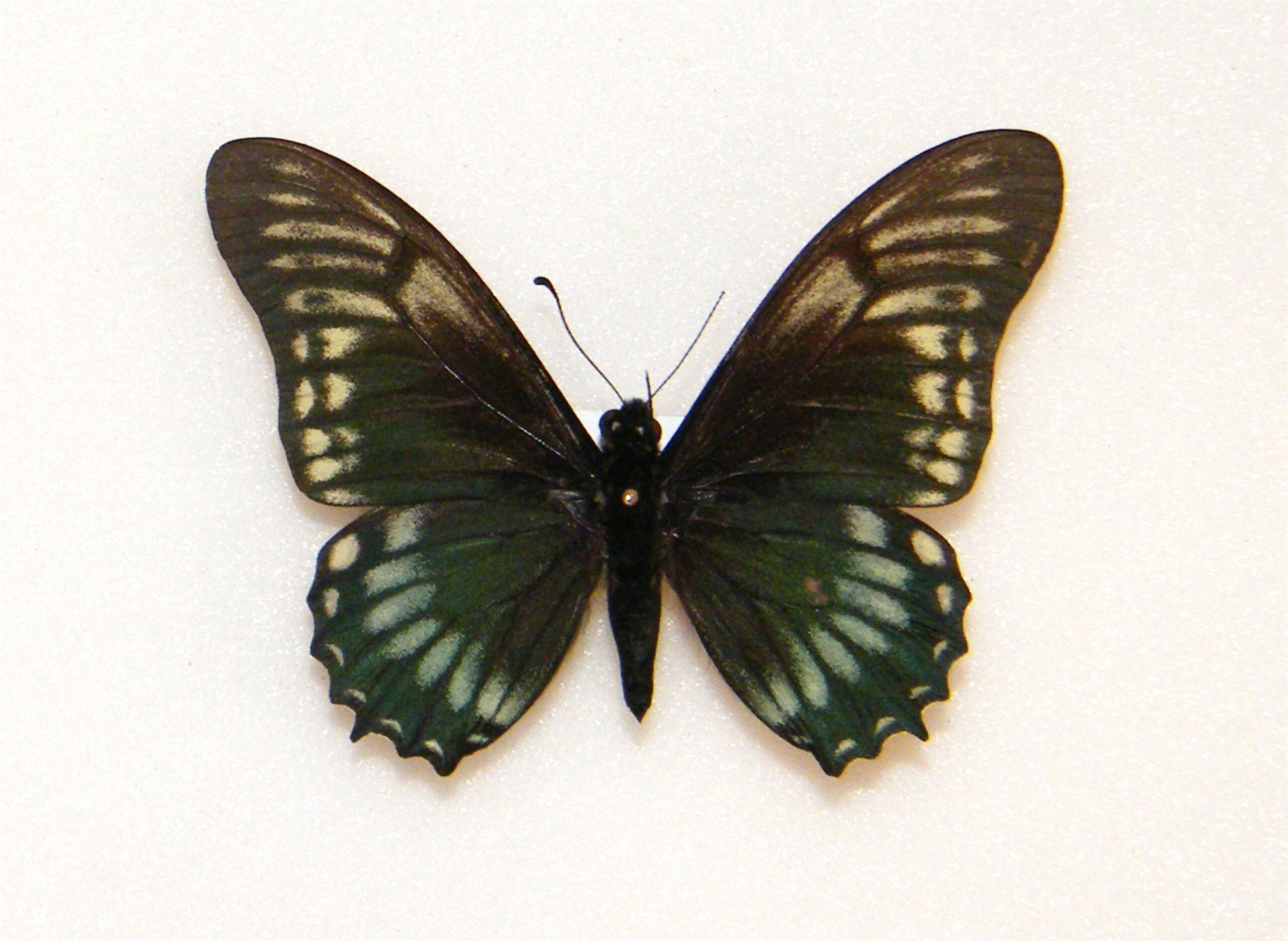 Eurytides protodamas - World of Butterflies and Moths