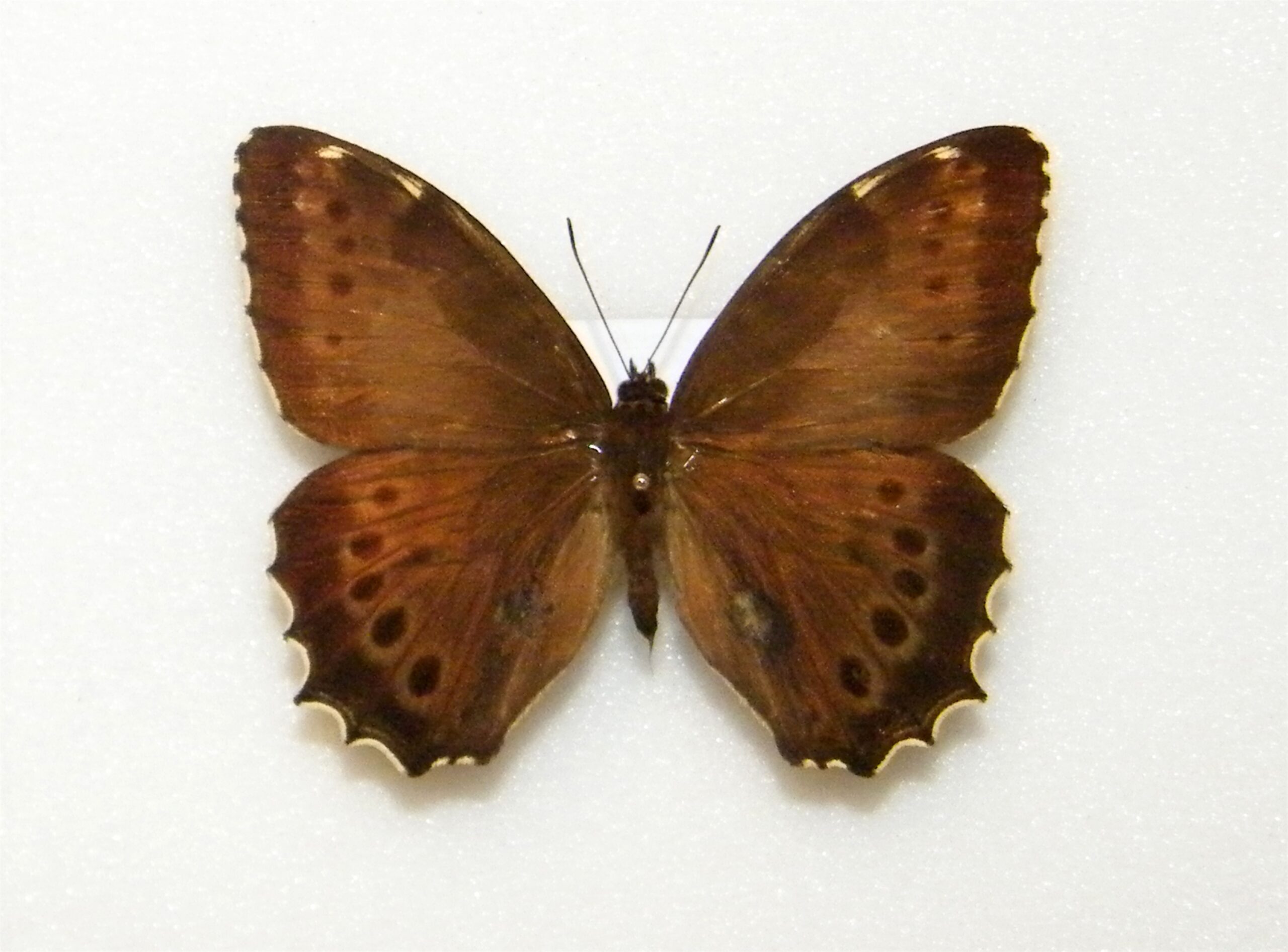 Neope yama BURMA - World of Butterflies and Moths