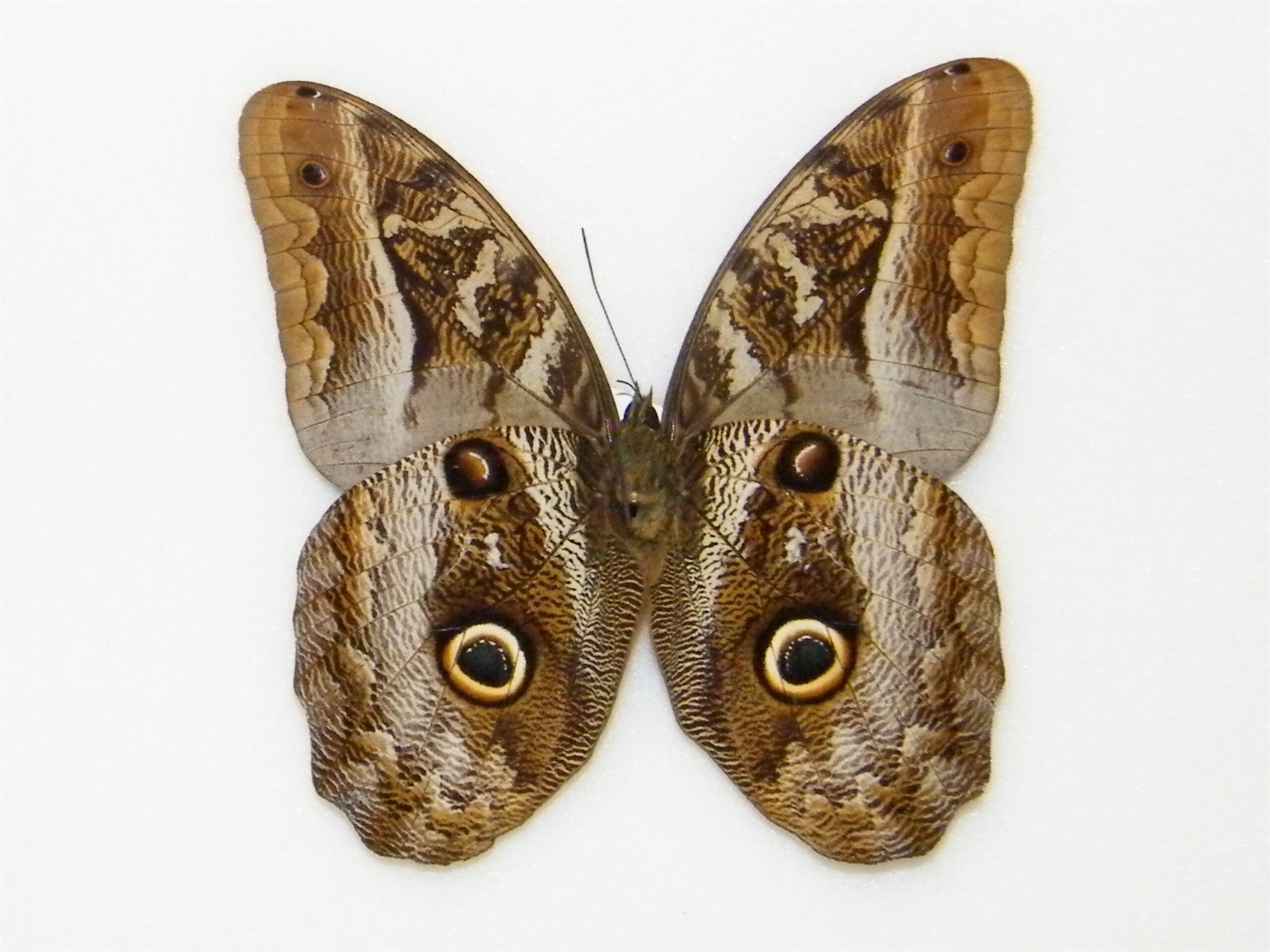 Caligo placidianus PERU - World of Butterflies and Moths