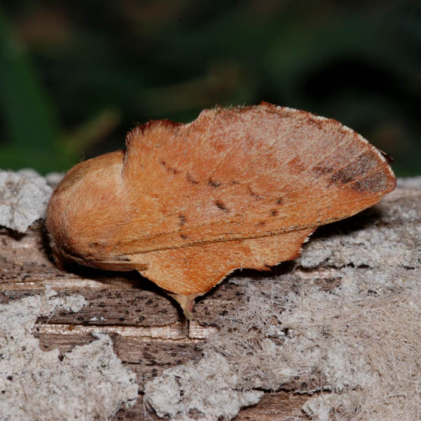 Russian Small Lappet (P.tremulifolia) - World of Butterflies and Moths