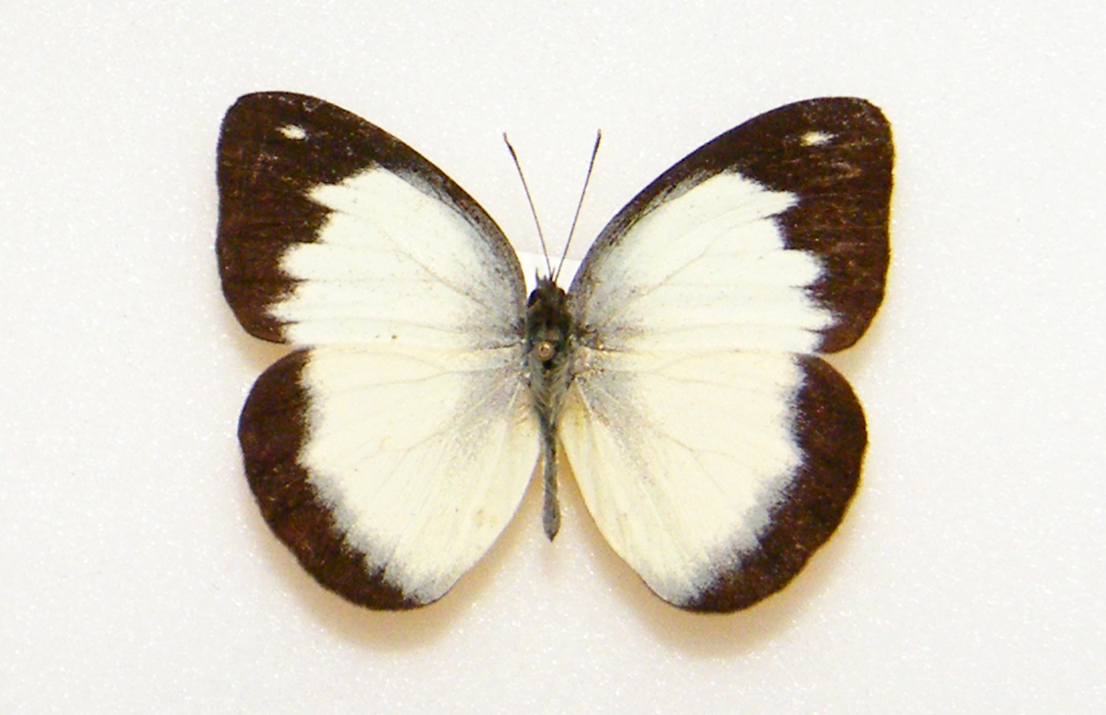 Cepora perimale Papua New Guinea - World of Butterflies and Moths