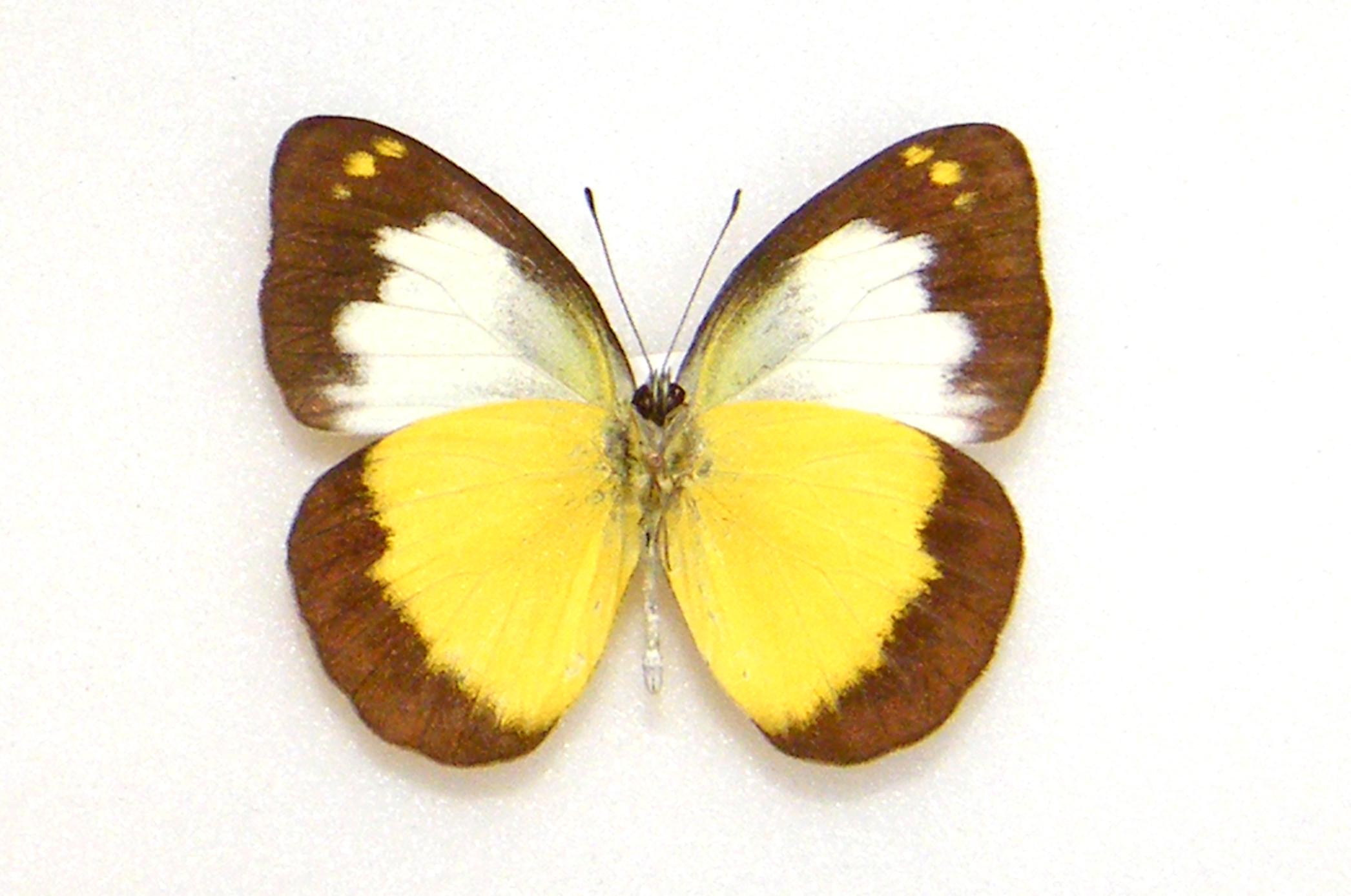 Cepora perimale Papua New Guinea - World of Butterflies and Moths