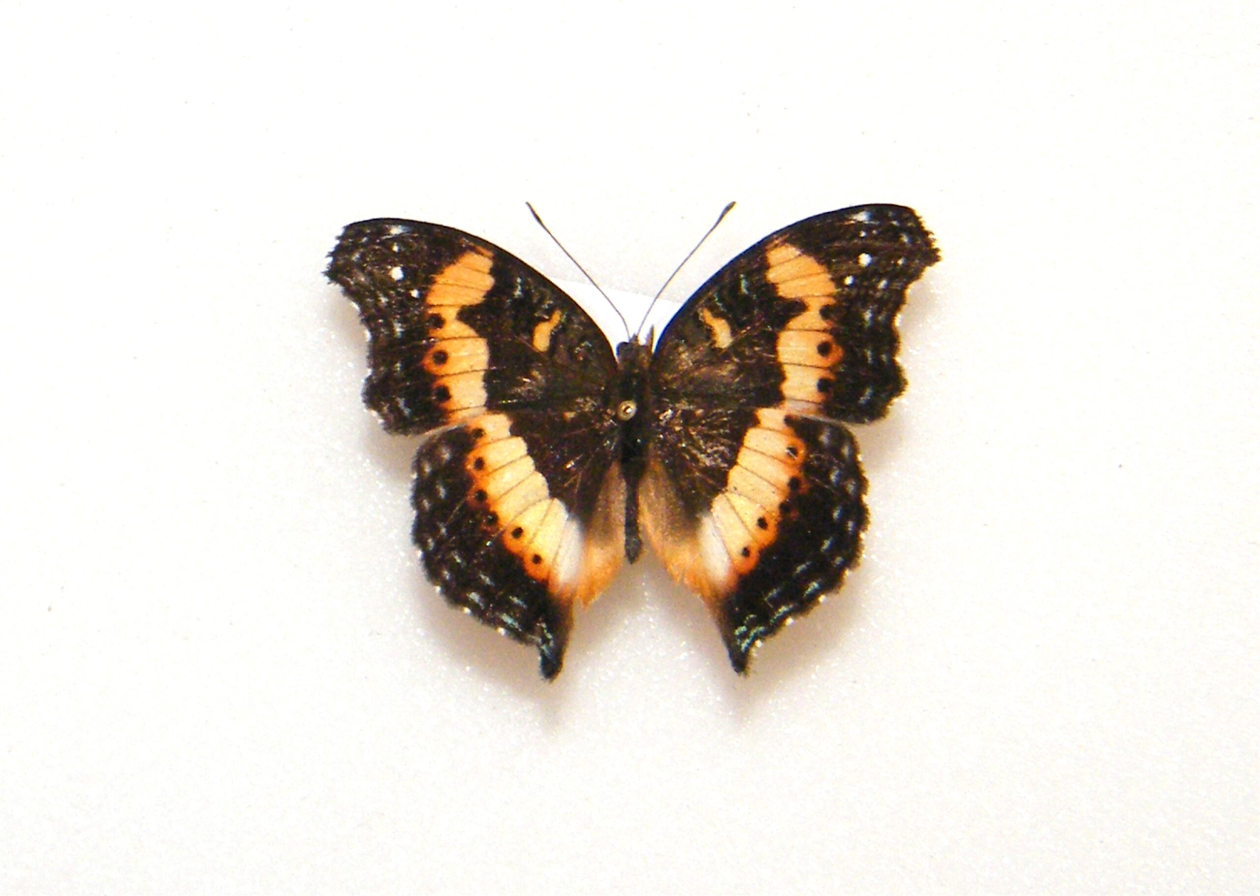 Precis pelarga TOGO - World of Butterflies and Moths