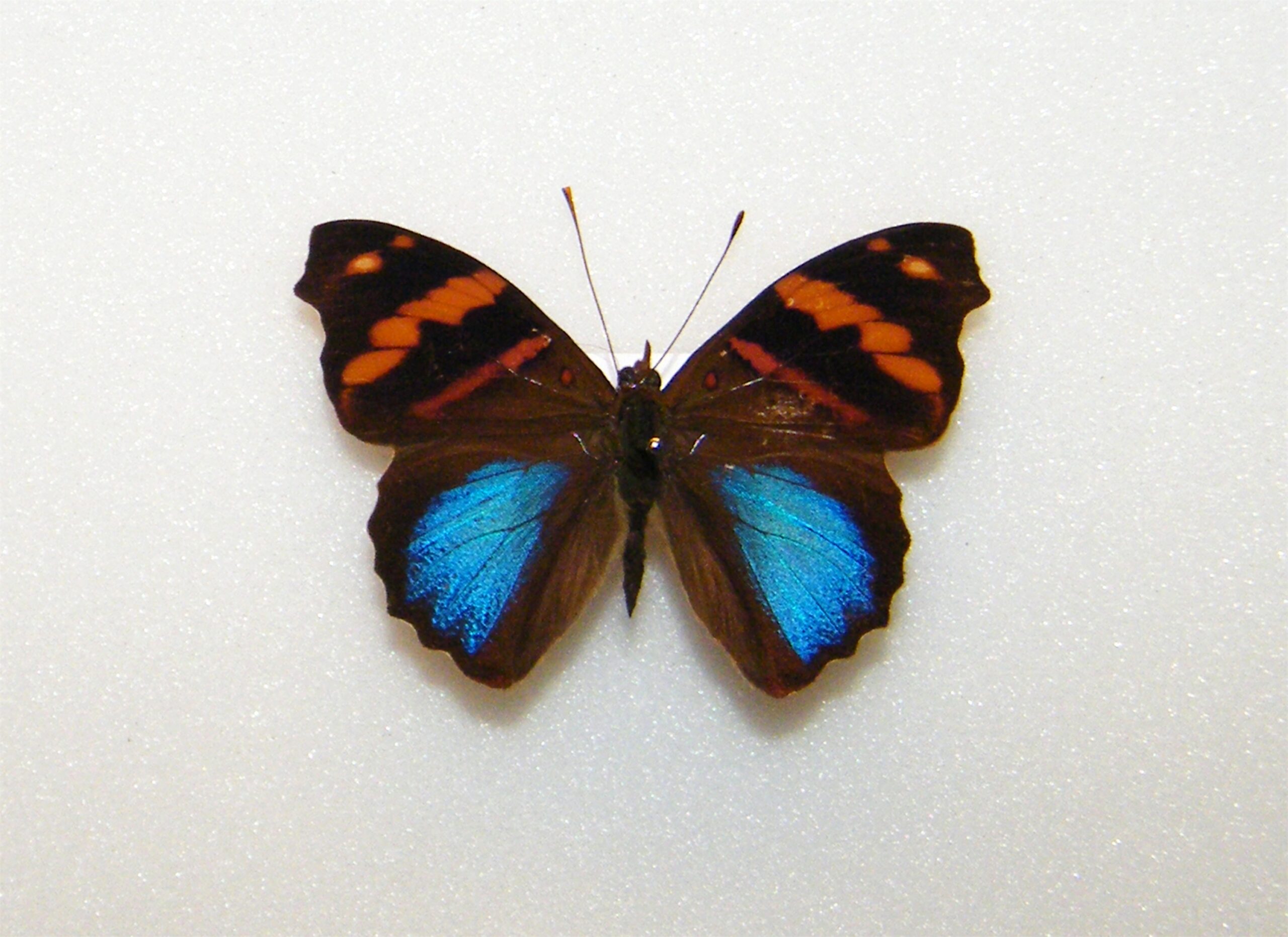 Epiphile orea PERU - World of Butterflies and Moths