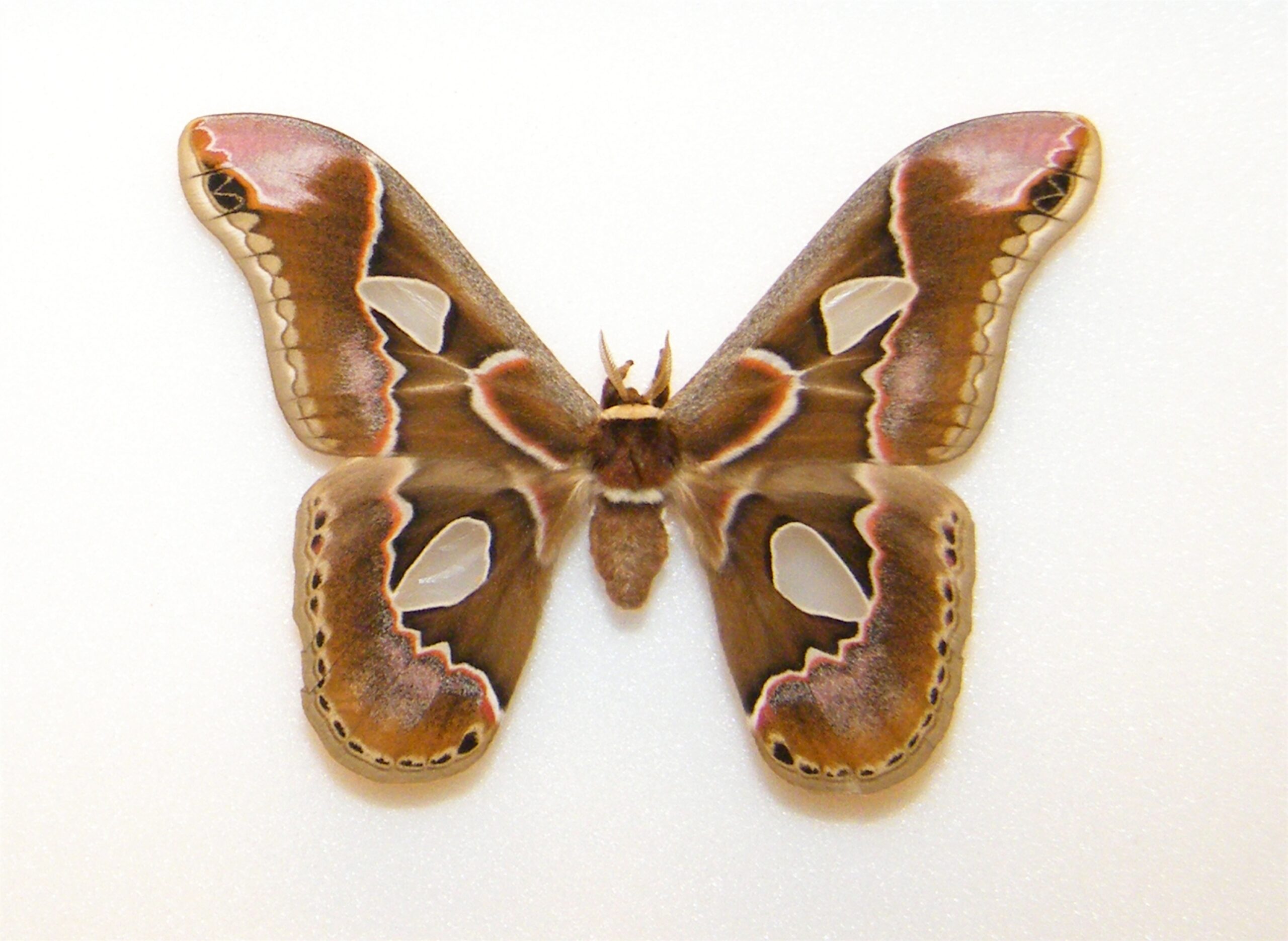 Rothschildia lebeau lebaeu FRENCH GUYANA - World of Butterflies and Moths