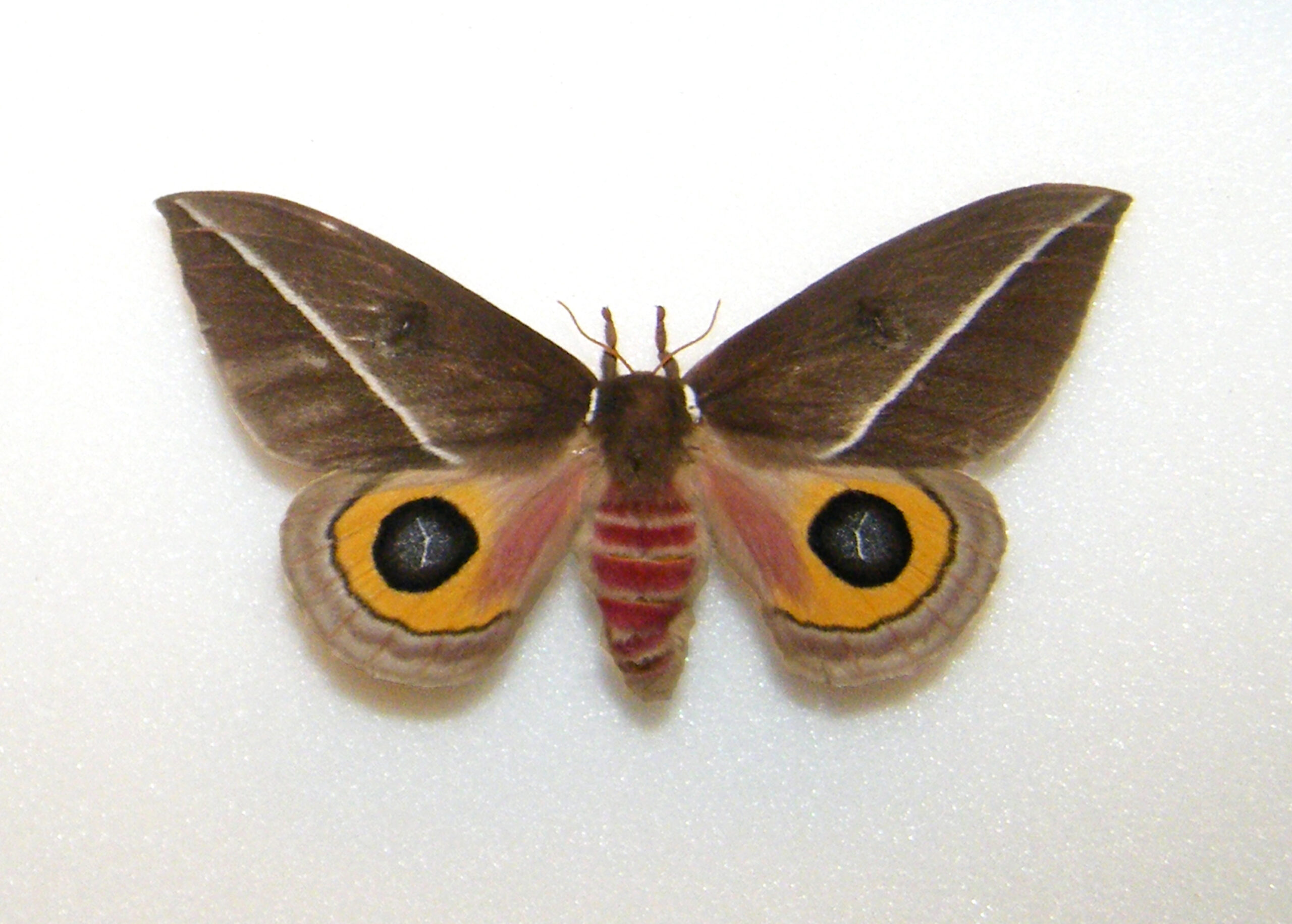 Automeris zephyria USA - World of Butterflies and Moths
