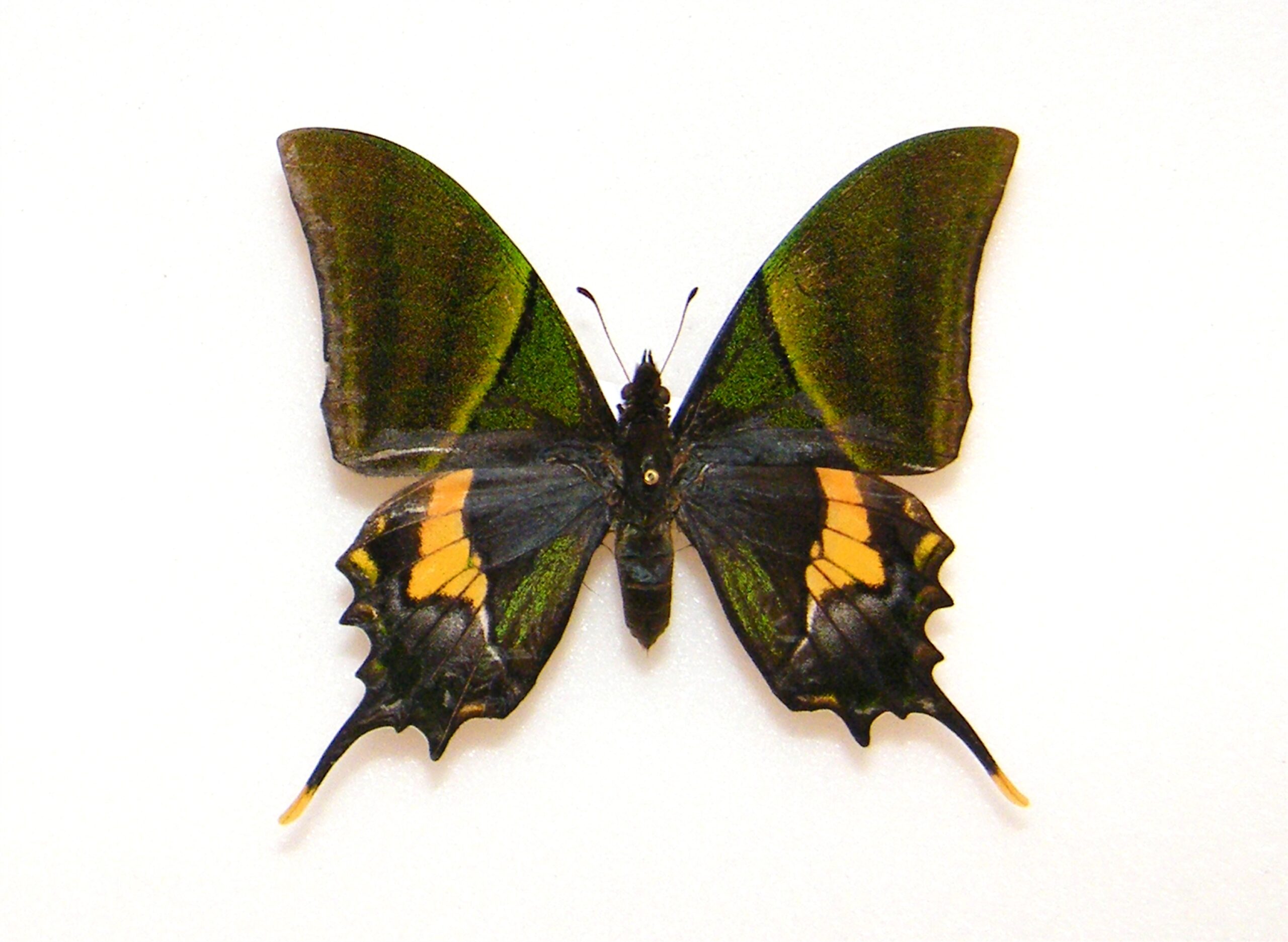 Teinopalpus imperialis CHINA - World of Butterflies and Moths