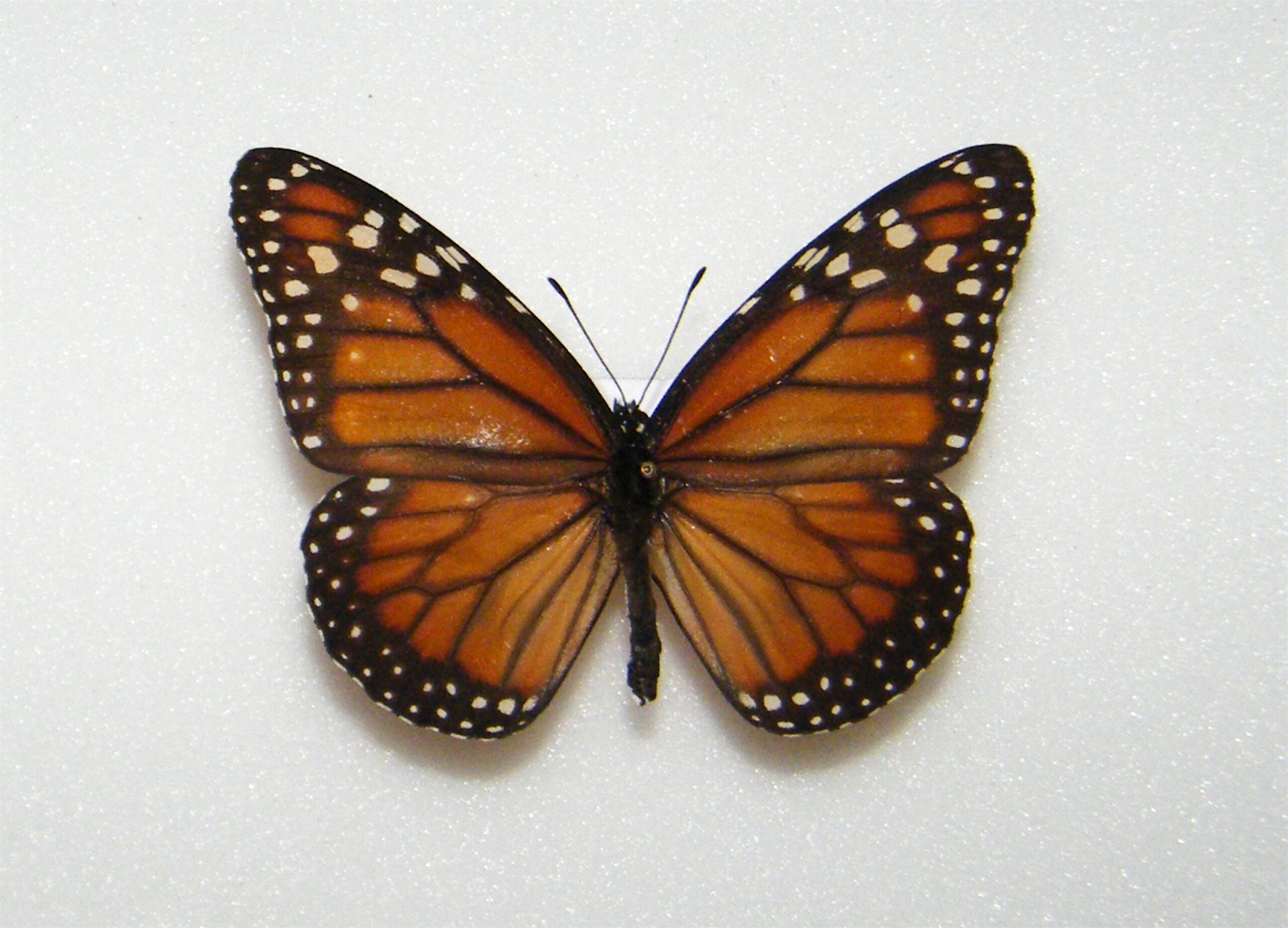Danaus erippus Southern Monarch ARGENTINA - World of Butterflies and Moths