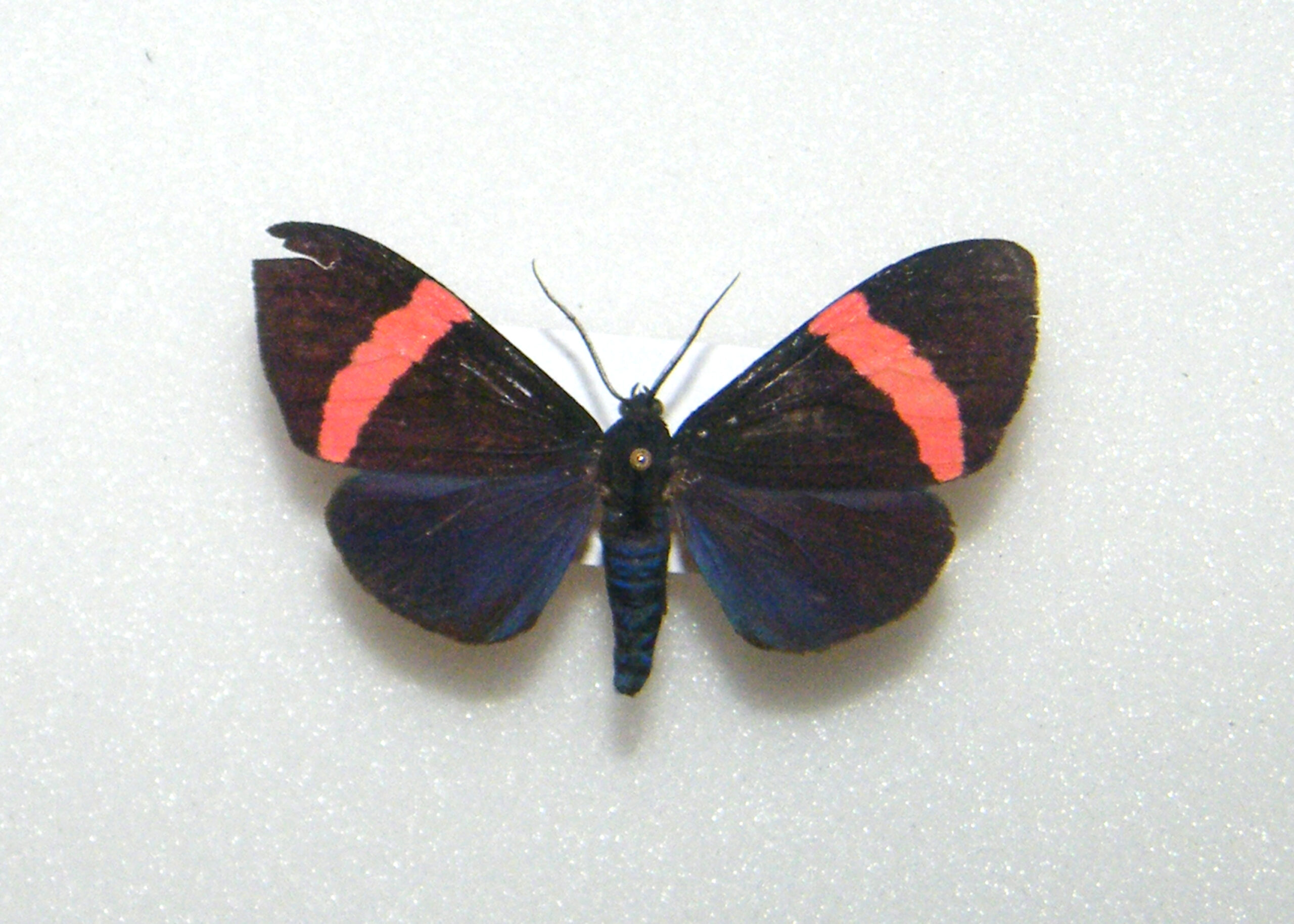 Hypocrita phlegon BOLIVIA - World of Butterflies and Moths