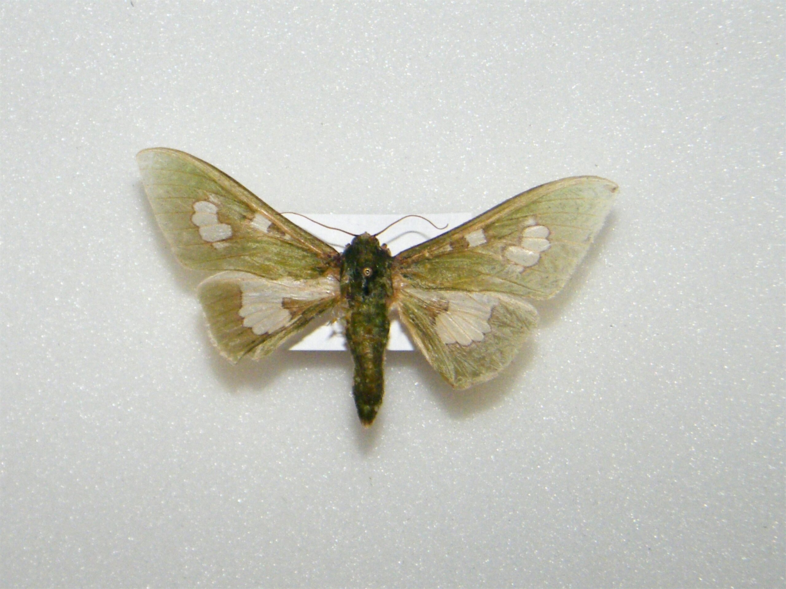 Siga liris BOLIVIA - World of Butterflies and Moths