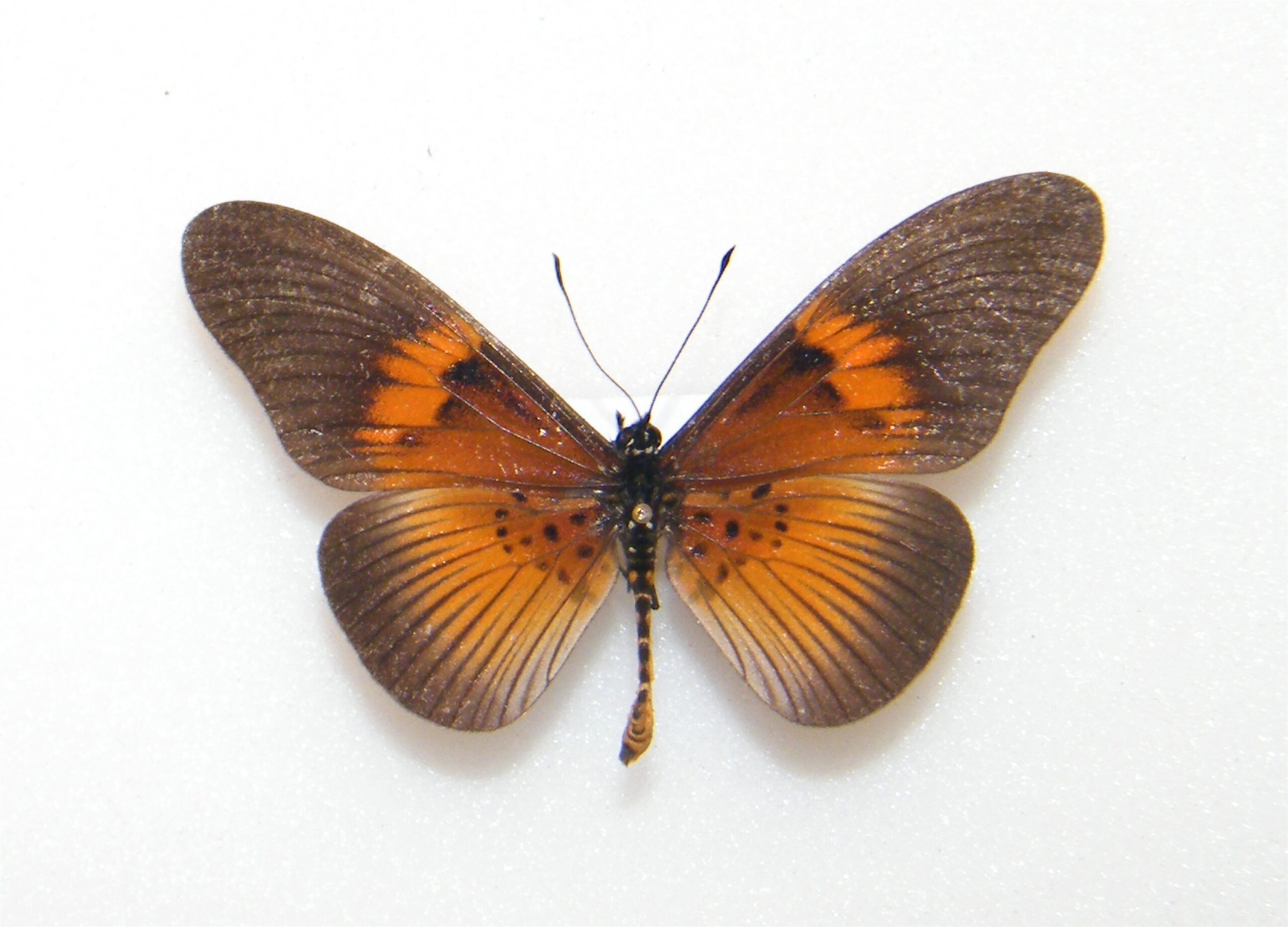 Bematistes alcinoe TOGO - World of Butterflies and Moths