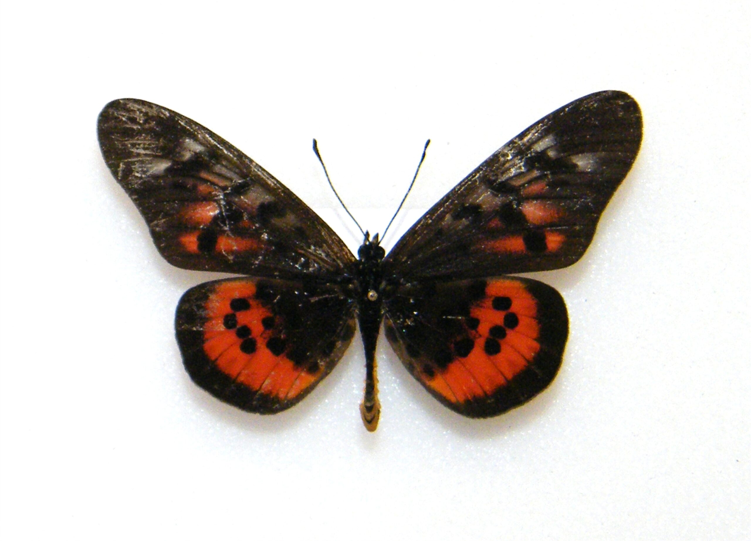 Acraea pharsalus TOGO - World of Butterflies and Moths