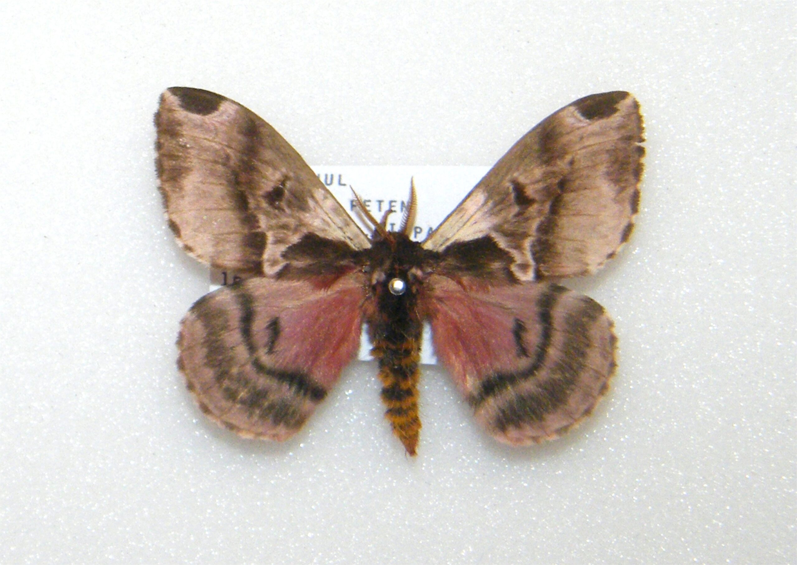 Molippa placida GUATEMALA - World of Butterflies and Moths