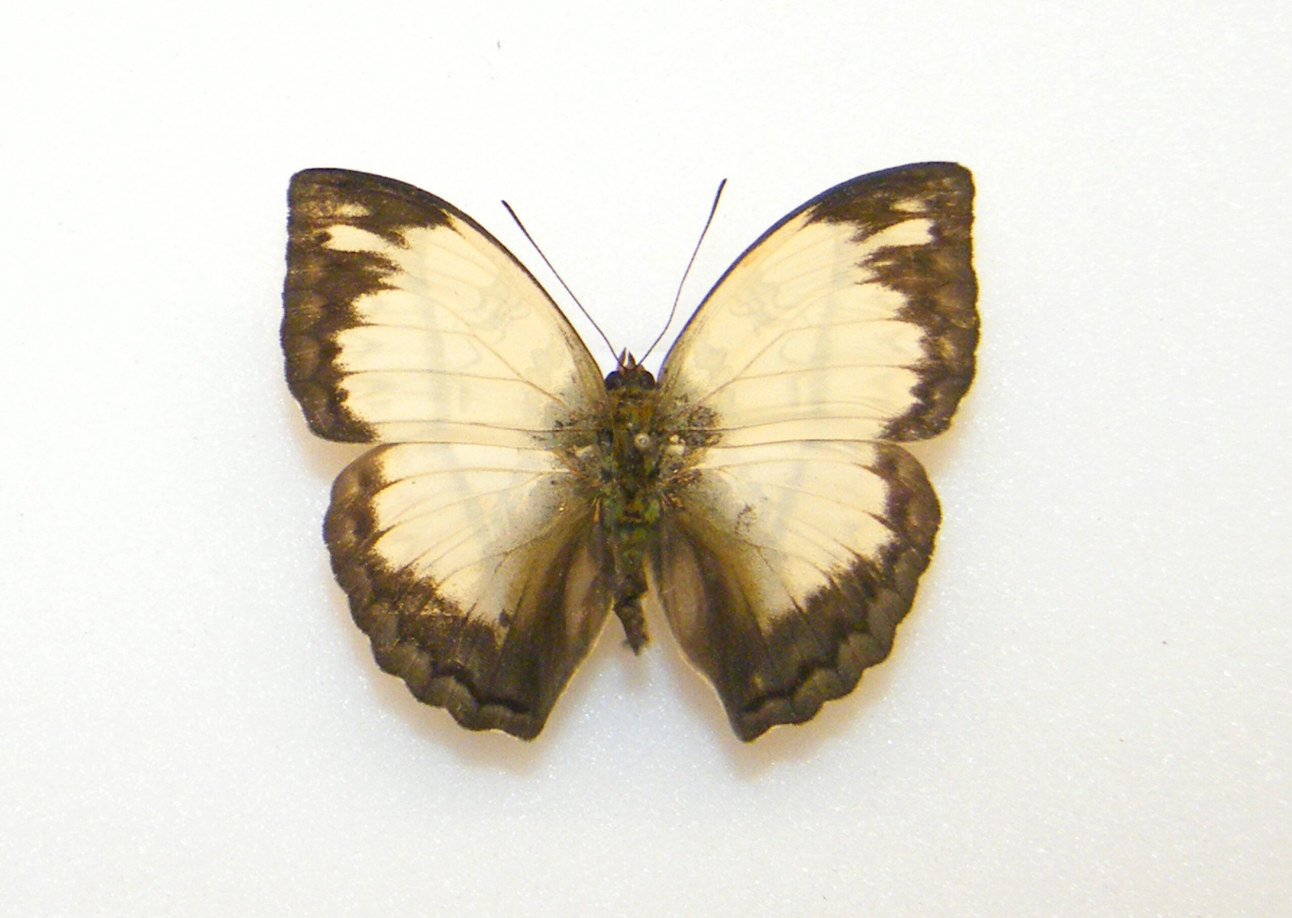 Cymothoe jodutta Glider butterfly AFRICA - World of Butterflies and Moths