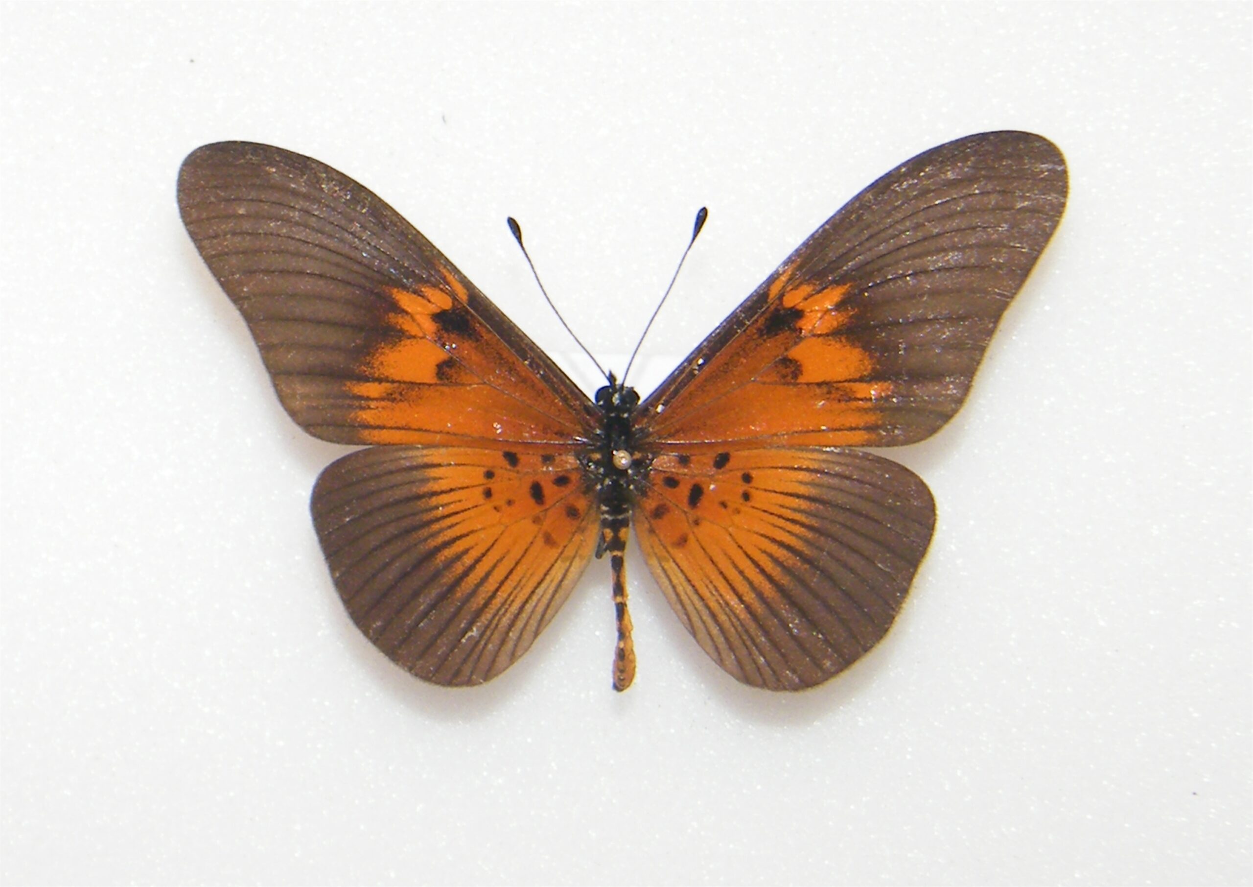 Bematistes umbra TOGO - World of Butterflies and Moths