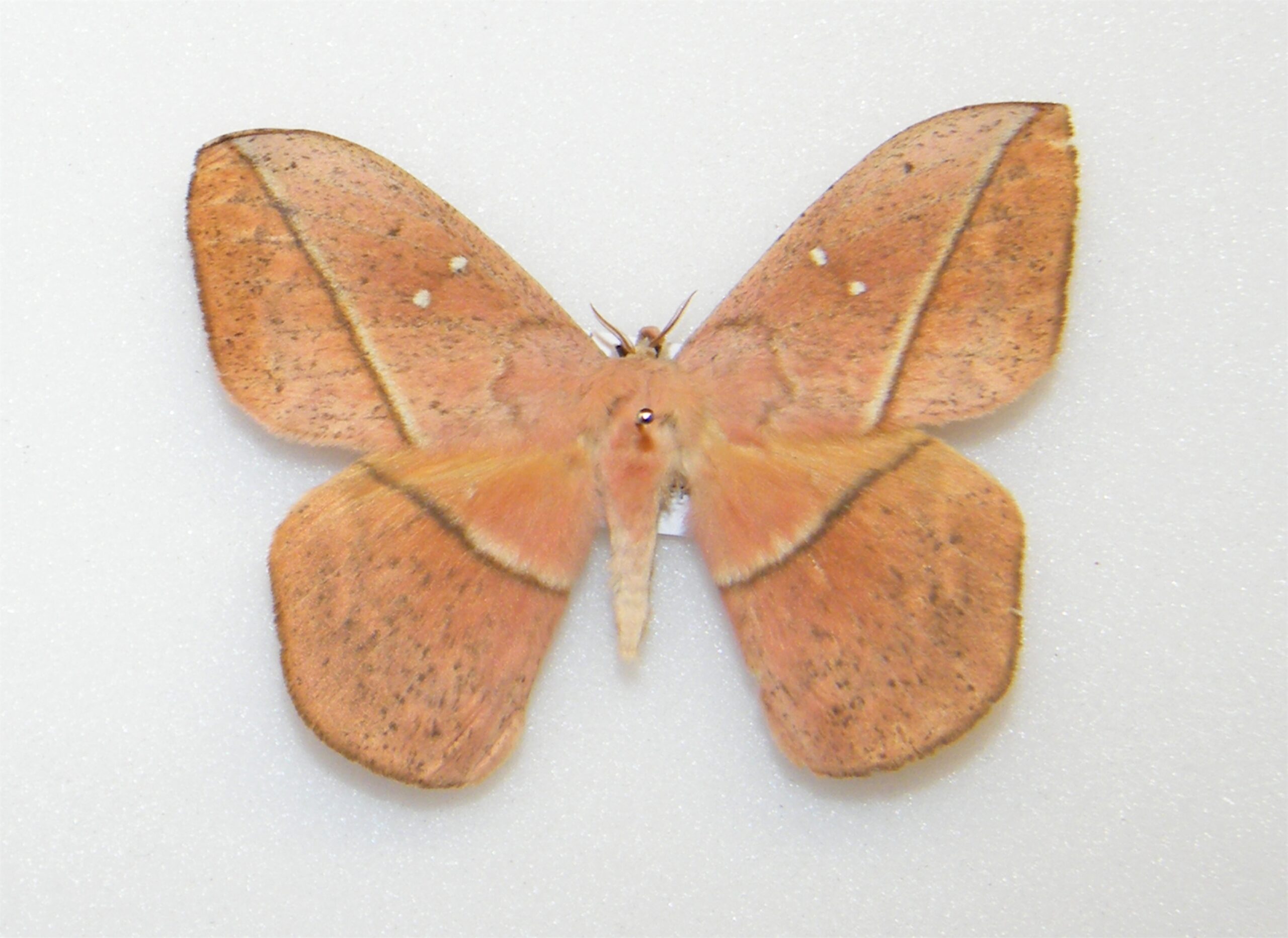 Lonomia electra GUATEMALA - World of Butterflies and Moths