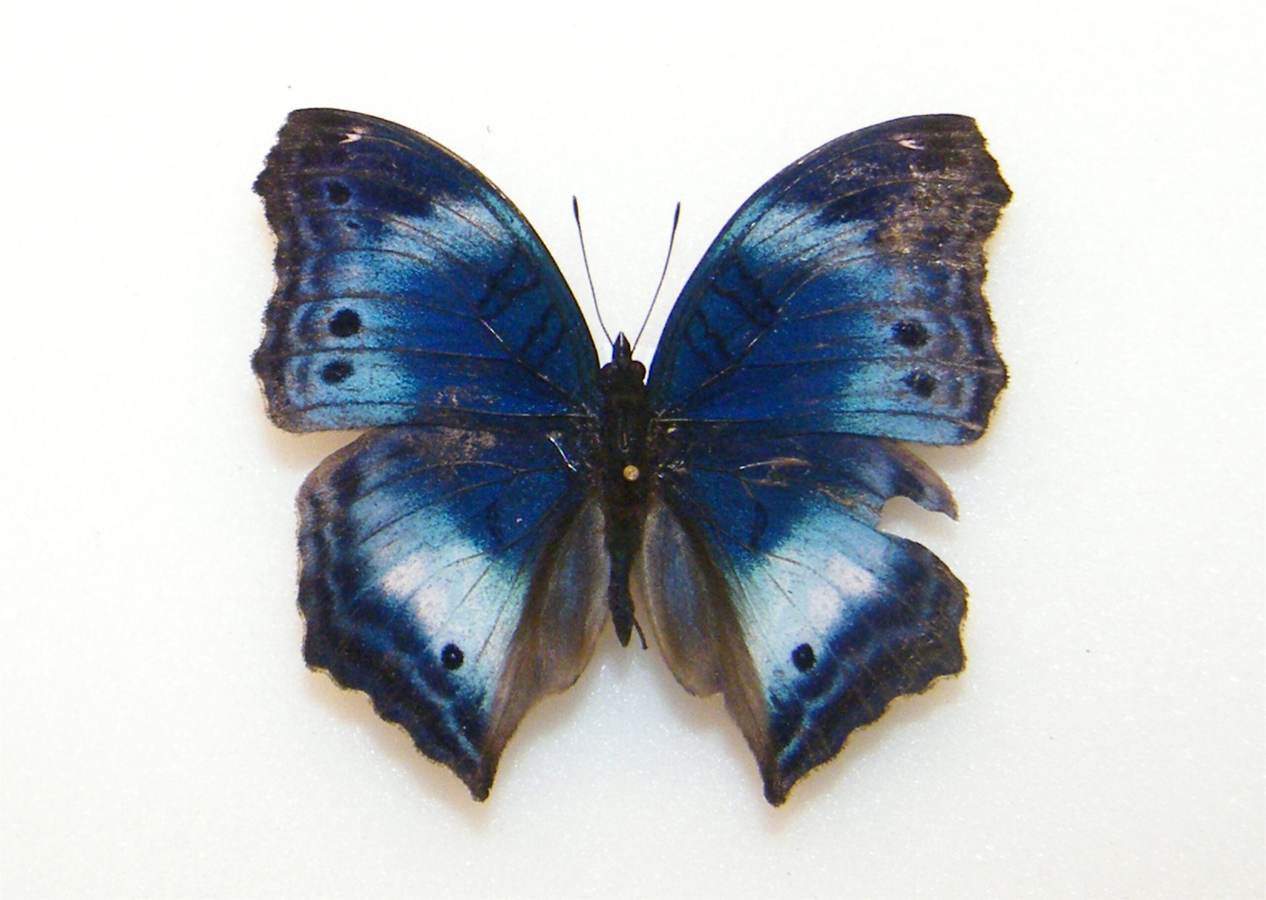 Protogoniomorpha cytora TOGO - World of Butterflies and Moths