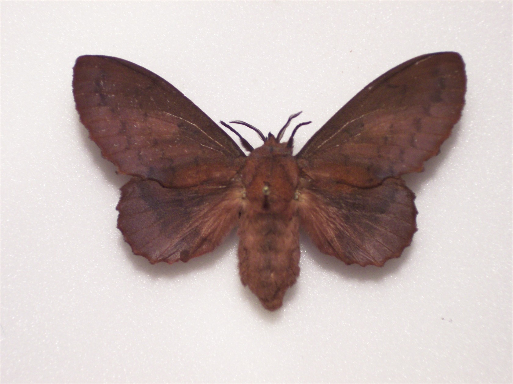 Phyllodesma ilicifolia SMALL LAPPET - World of Butterflies and Moths