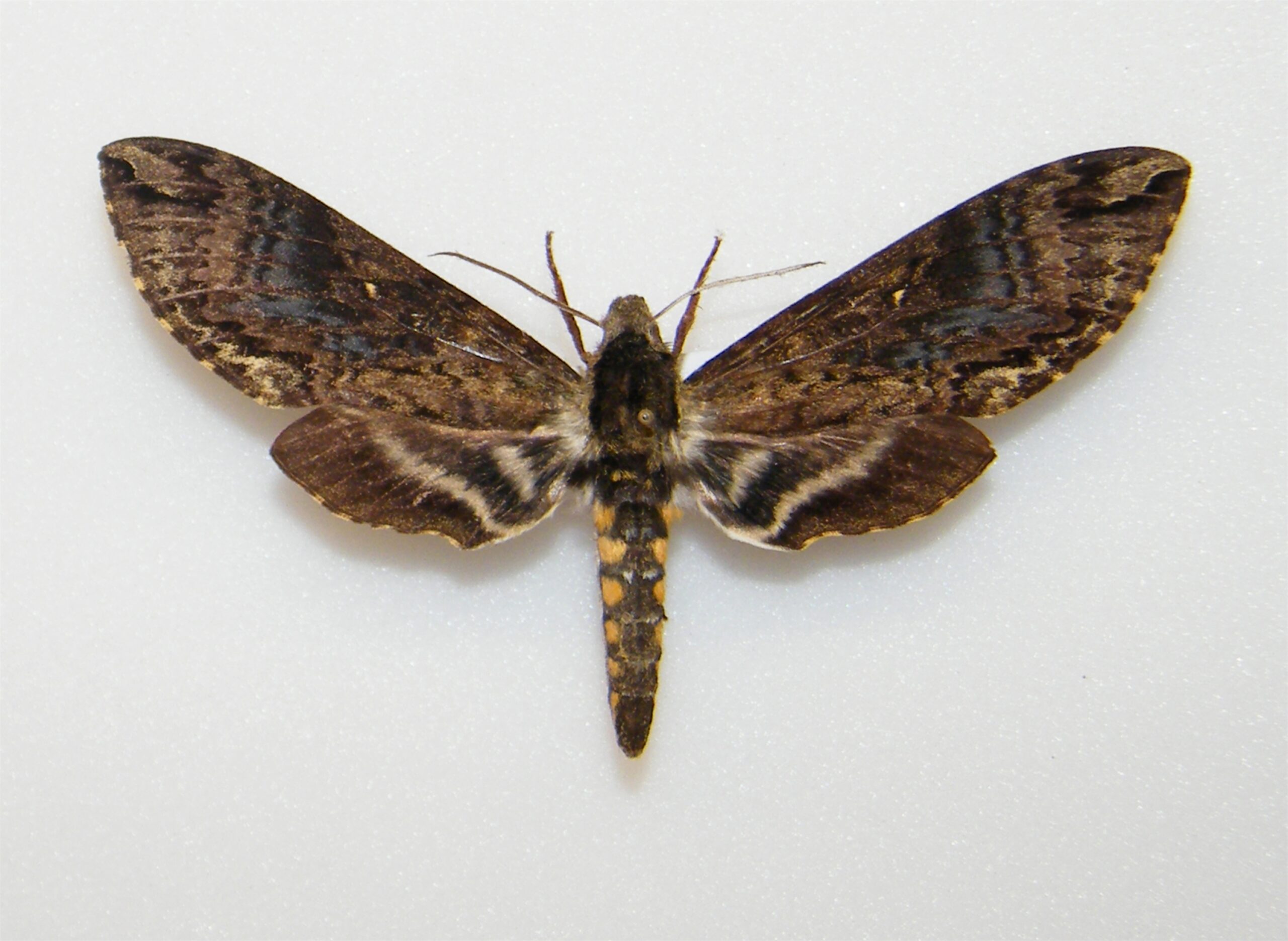 Manduca scutata ARGENTINA - World of Butterflies and Moths
