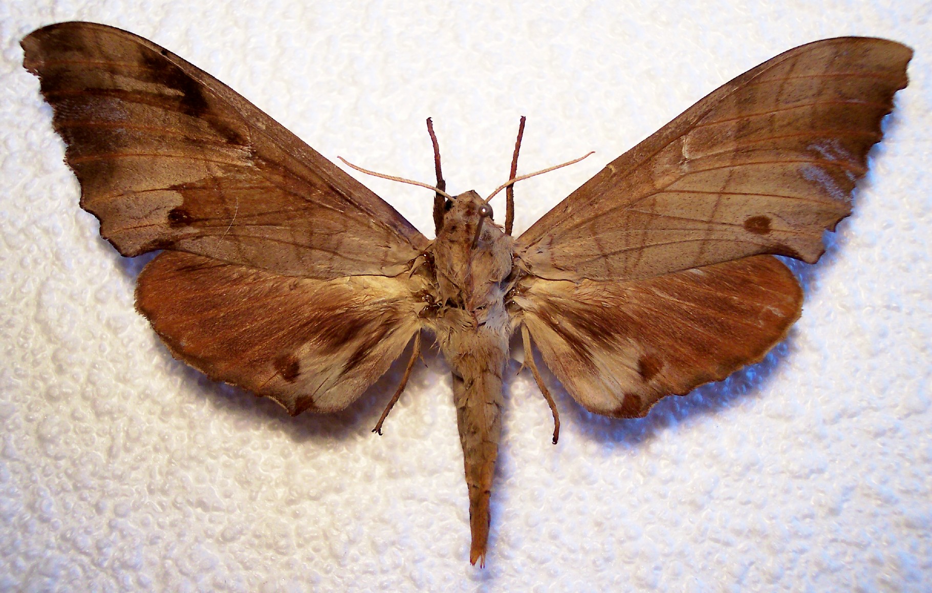 Marumba sperchius CHINA - World of Butterflies and Moths