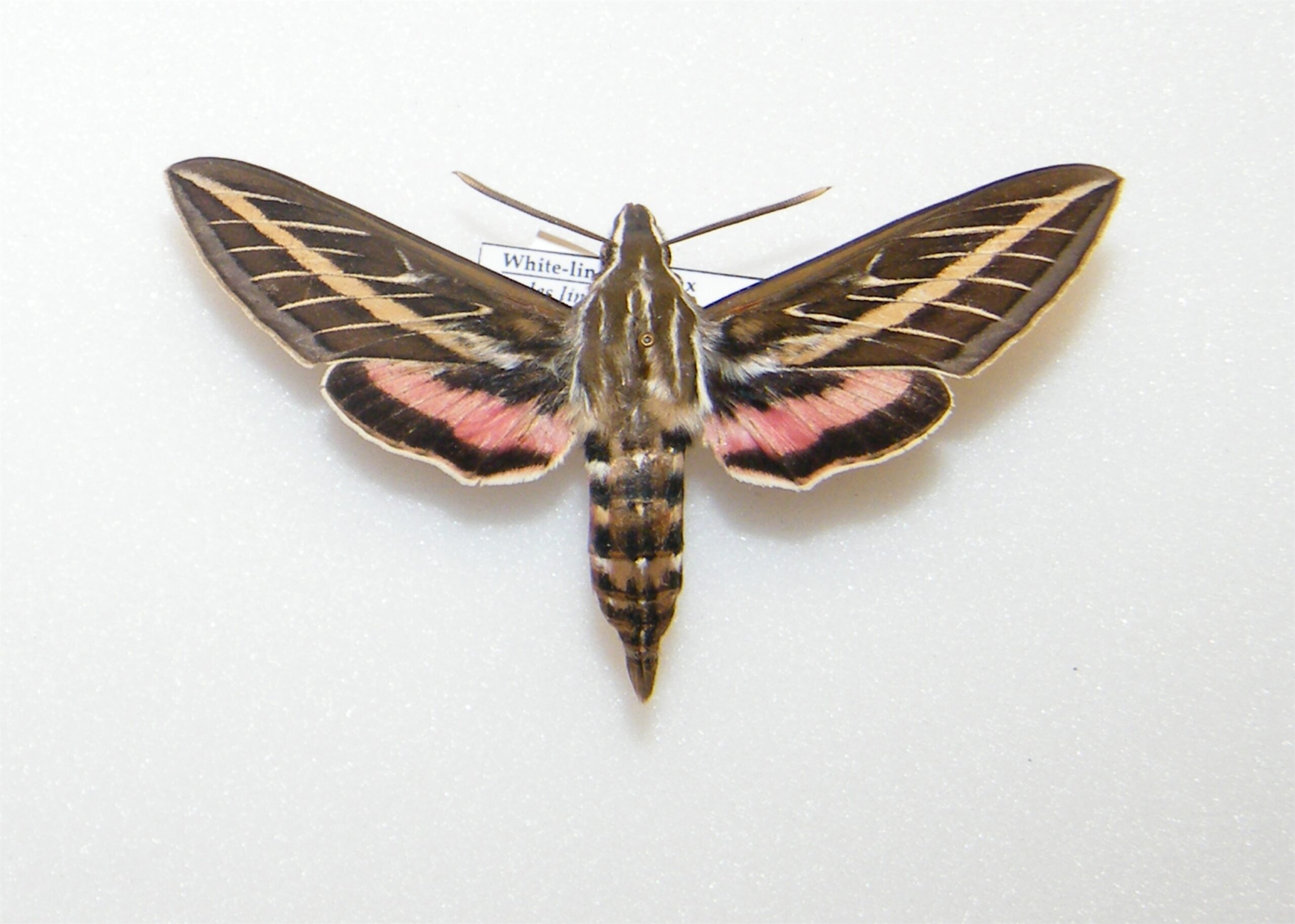 Hyles lineata USA - World of Butterflies and Moths