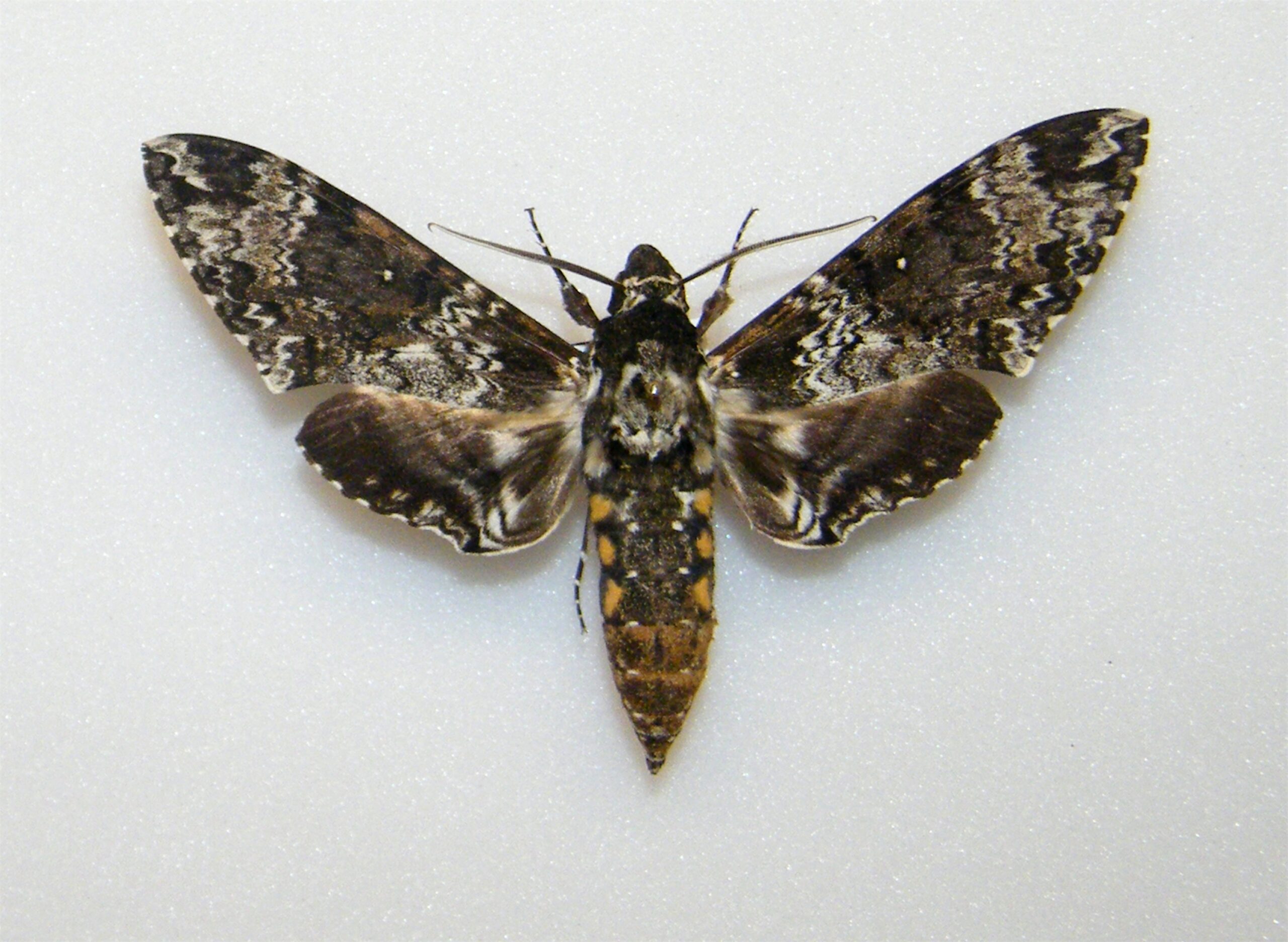 Manduca rustica USA - World of Butterflies and Moths