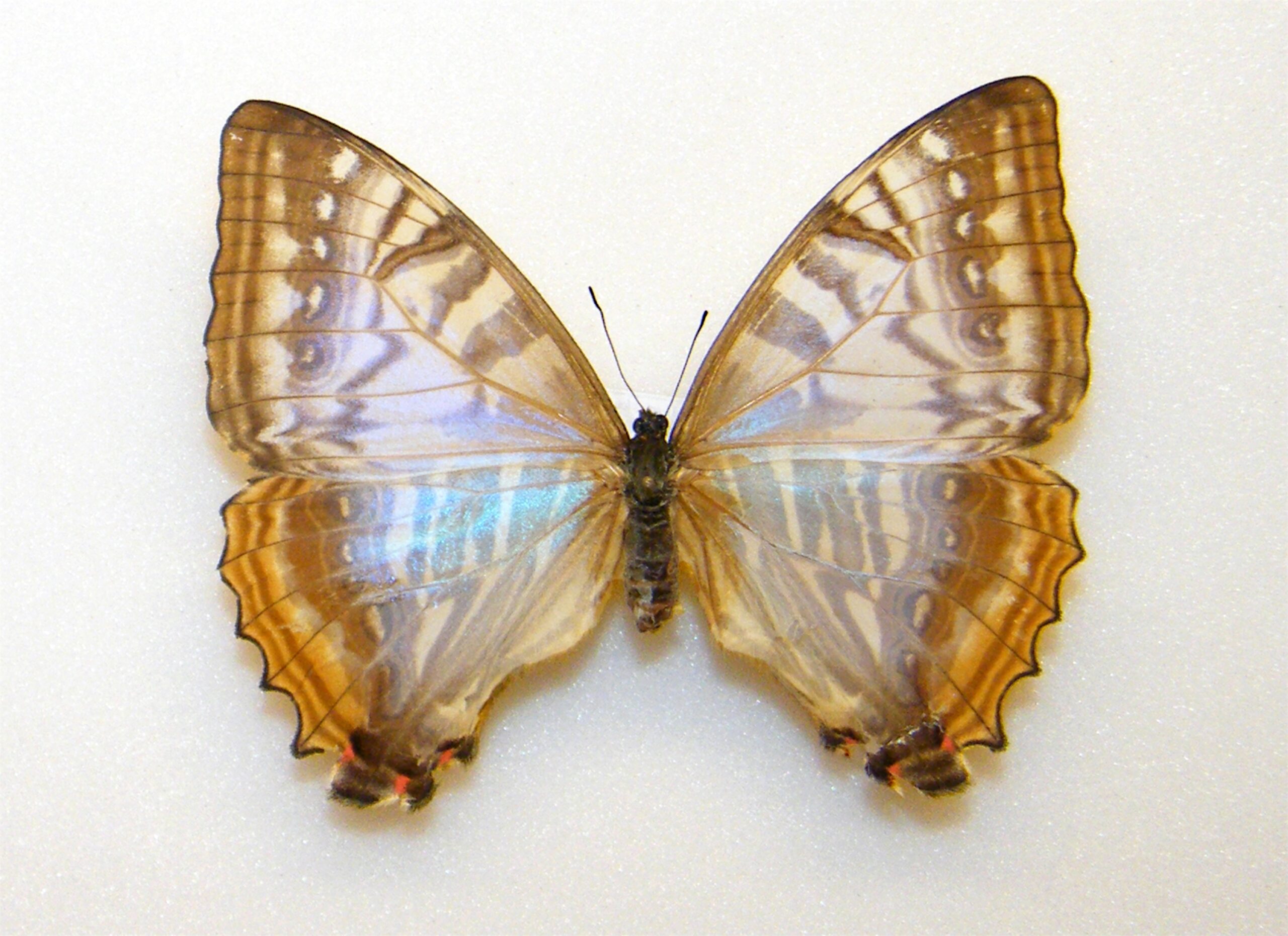 Morpho sulkowskyi ockendeni PERU - World of Butterflies and Moths