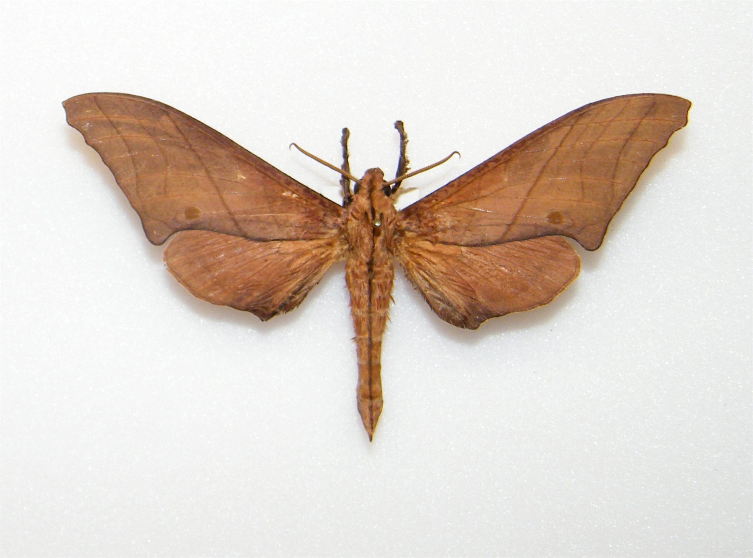 Marumba cristata THAILAND - World of Butterflies and Moths