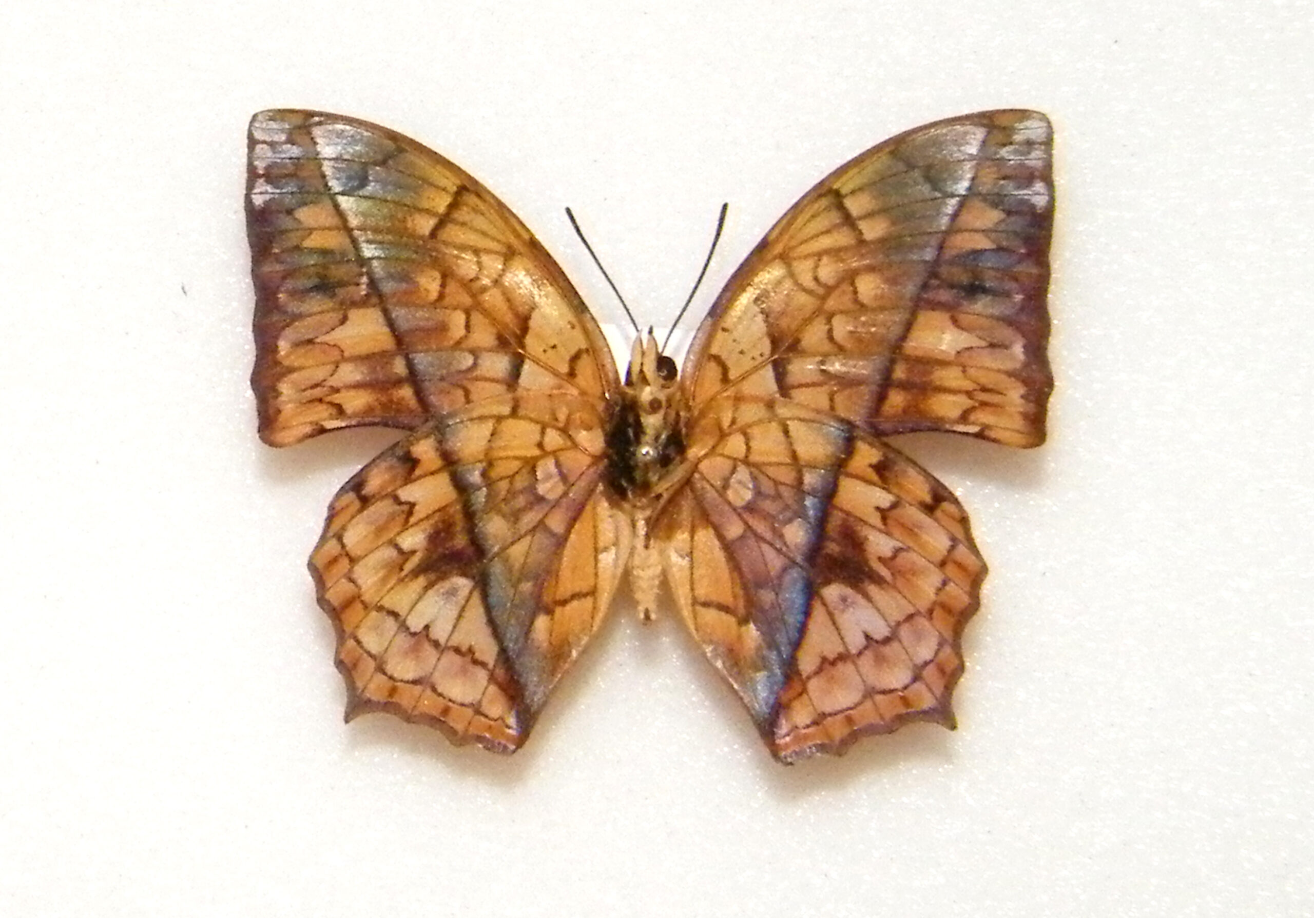 Charaxes pleione Square-winged Red Charaxes Africa - World of ...