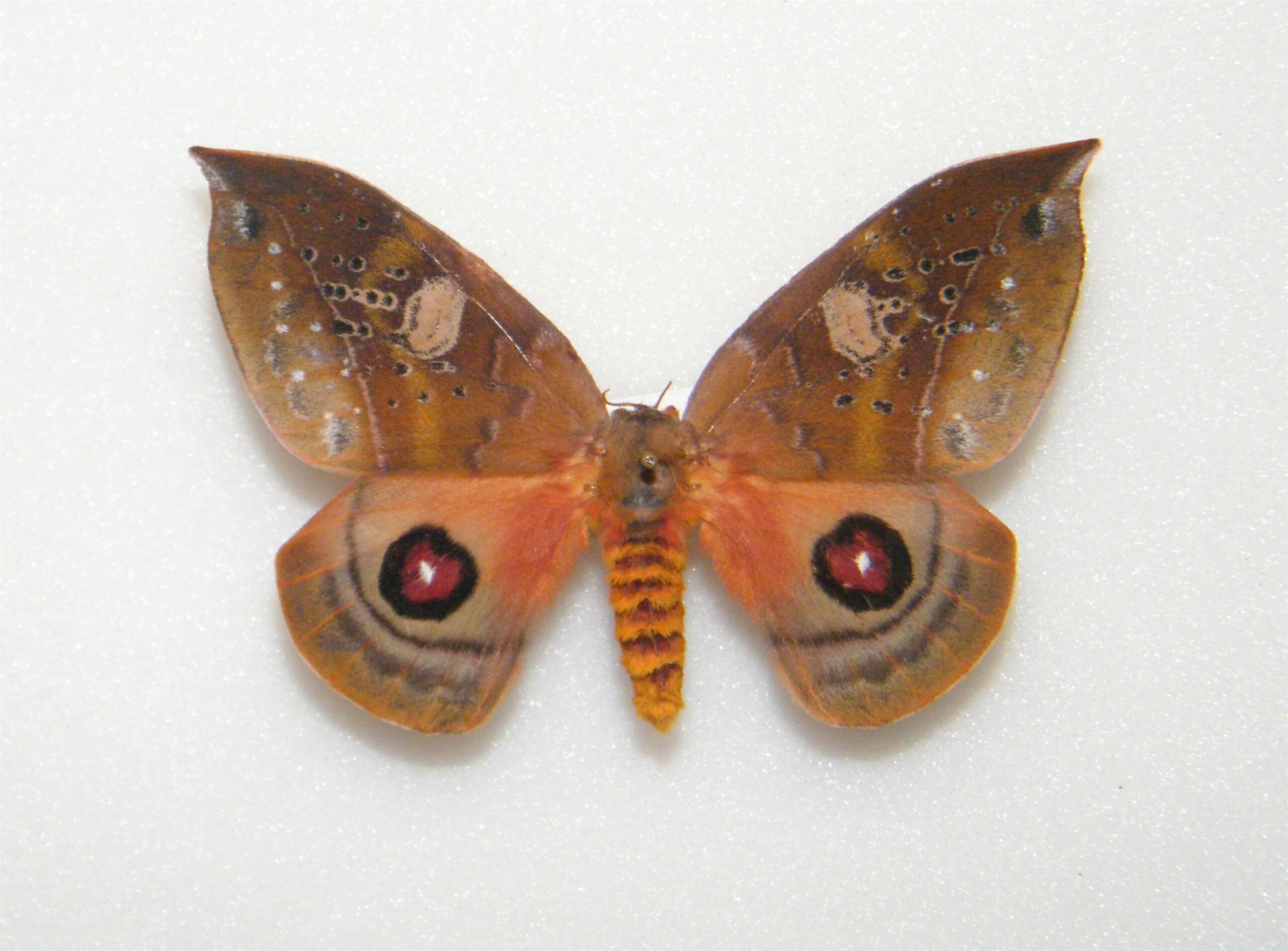 Automeris auletes PERU - World of Butterflies and Moths
