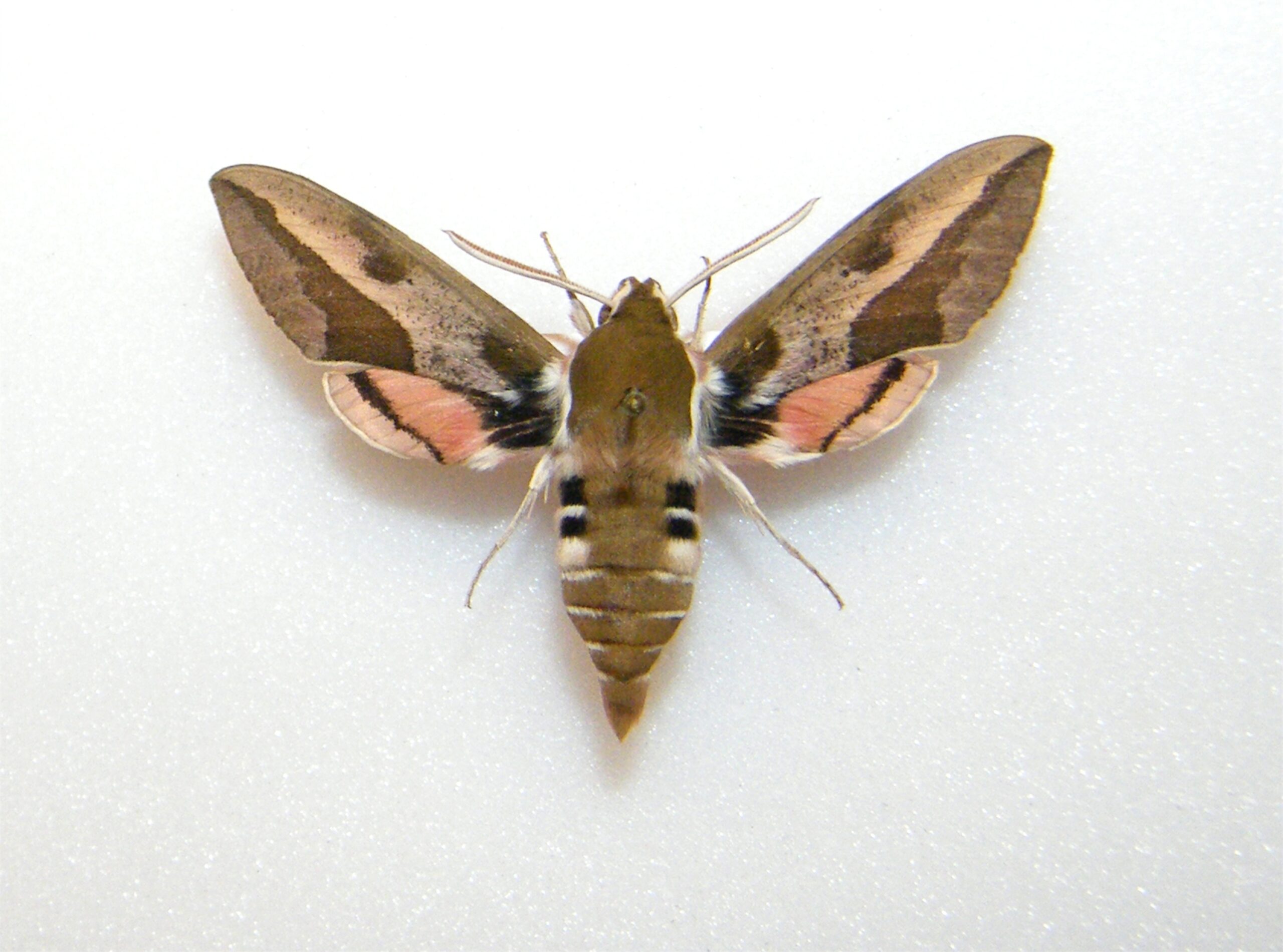 Hyles euphorbiae "Dwarf" SPURGE HAWK-MOTH - World of Butterflies and Moths
