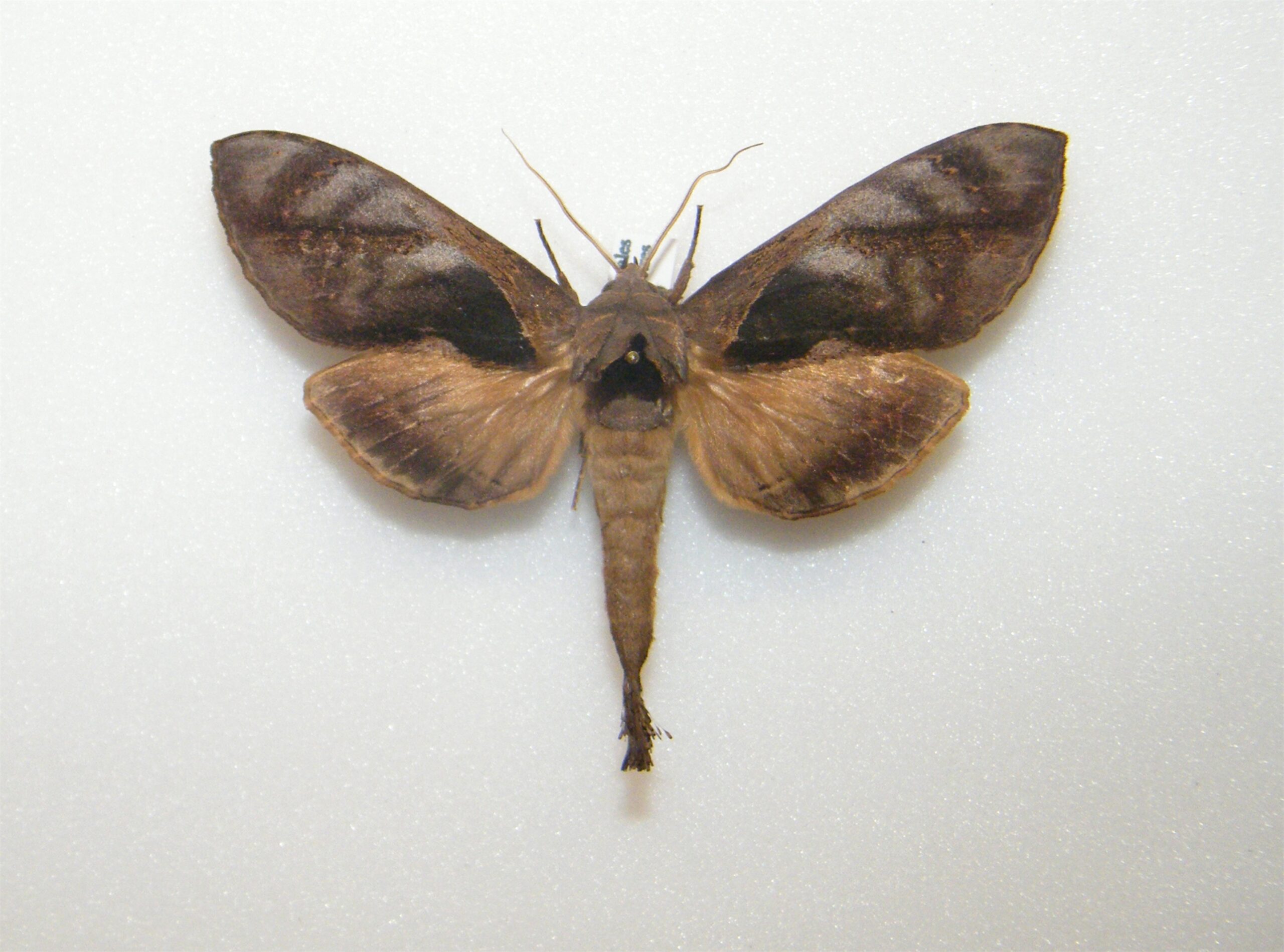 Crinodes biedermani GUATEMALA - World of Butterflies and Moths