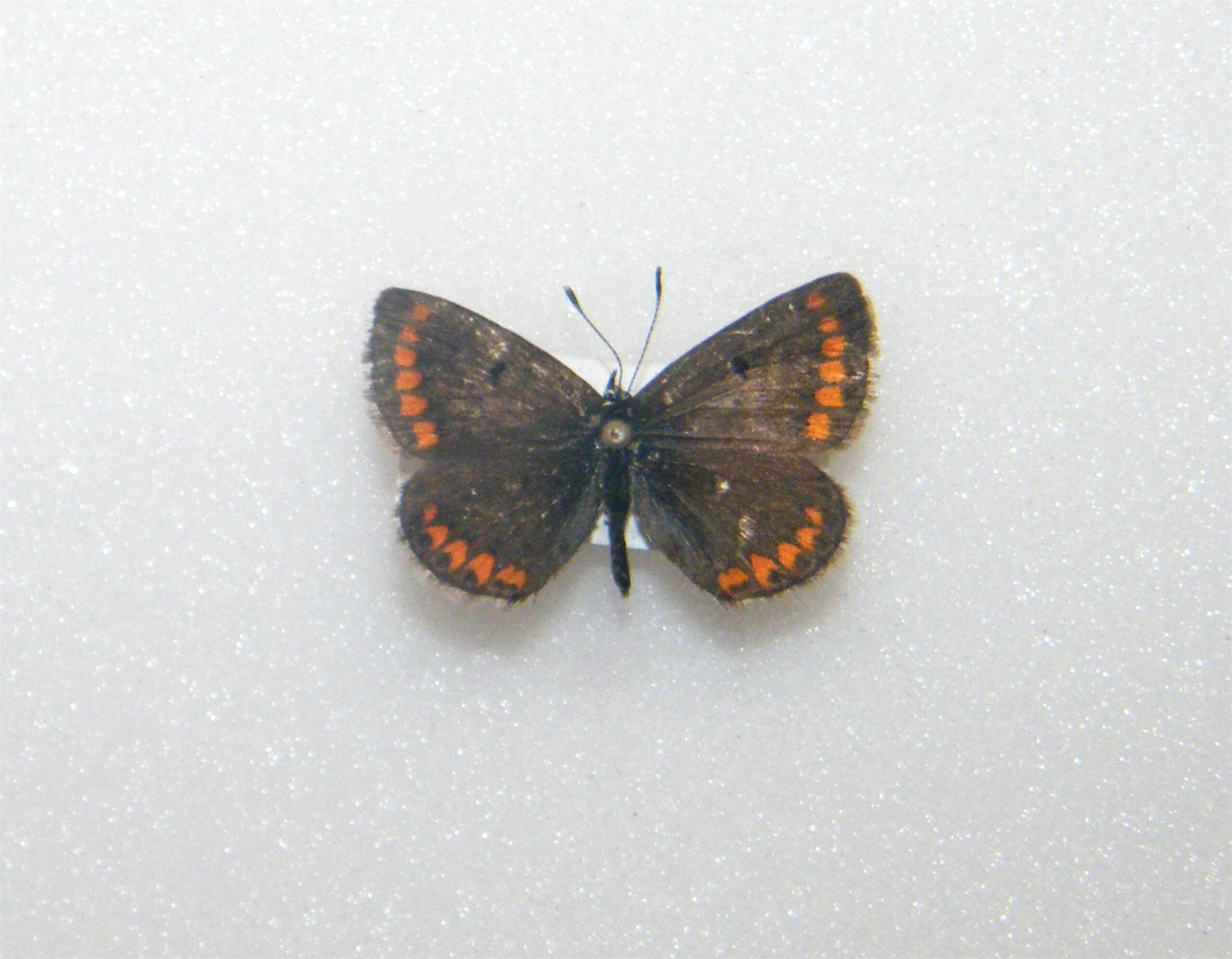 Aricia cramera SOUTHERN BROWN ARGUS - World of Butterflies and Moths