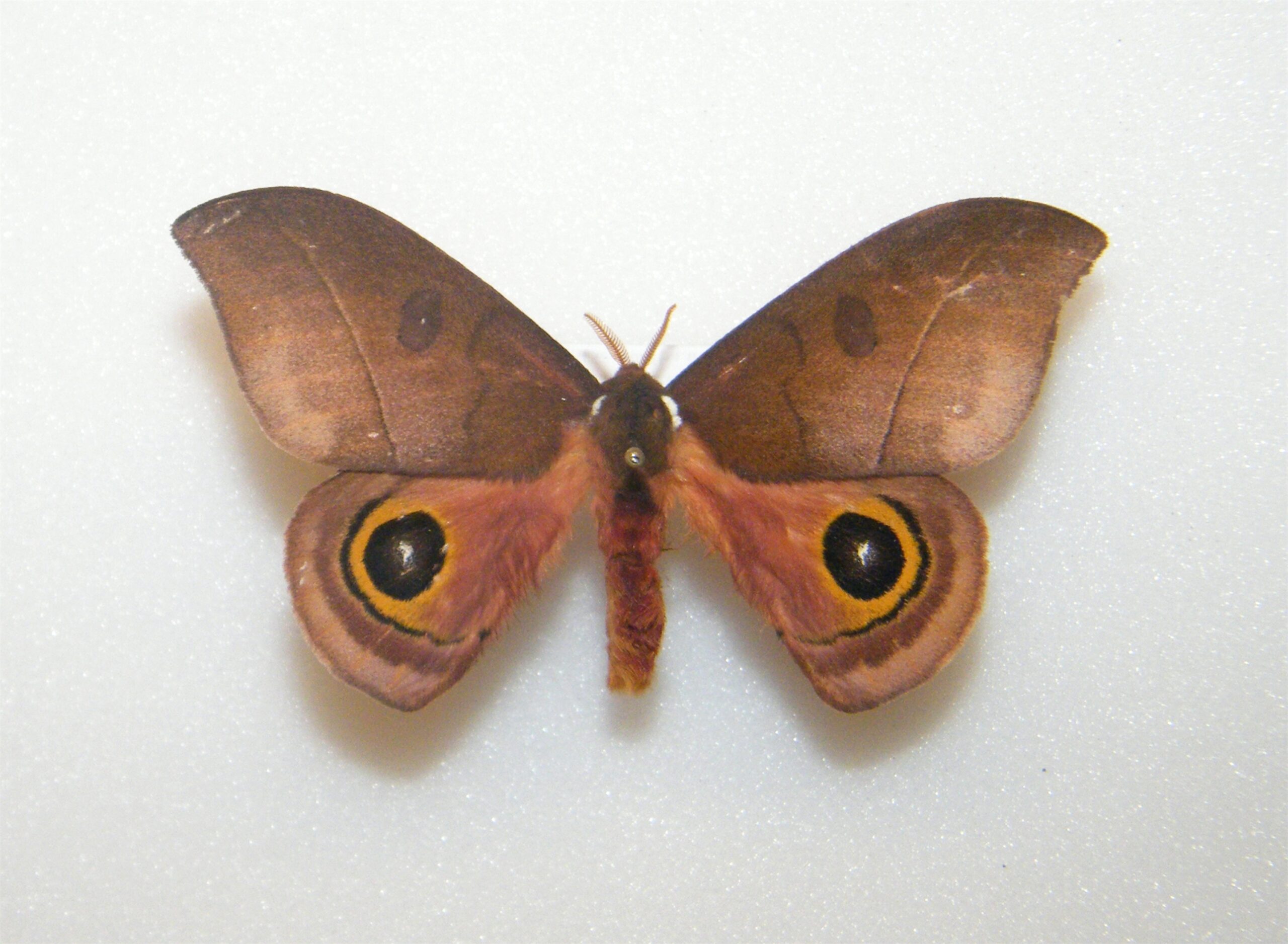 Automeris innoxia FRENCH GUYANA - World of Butterflies and Moths